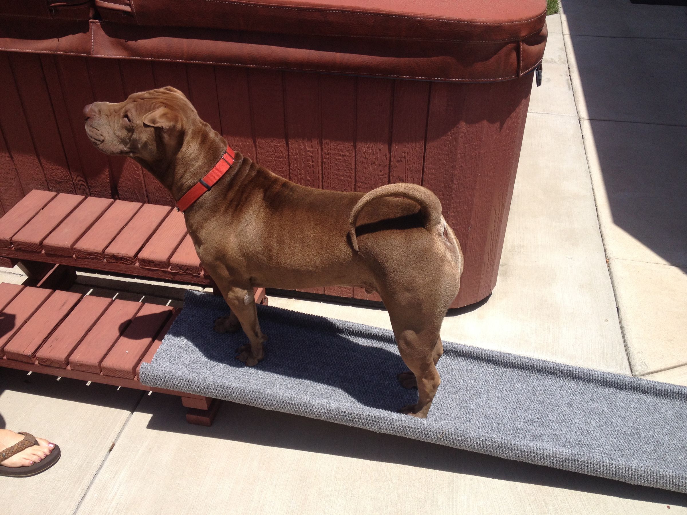 Inexpensive Doggie Ramp (with Pictures) - Instructables