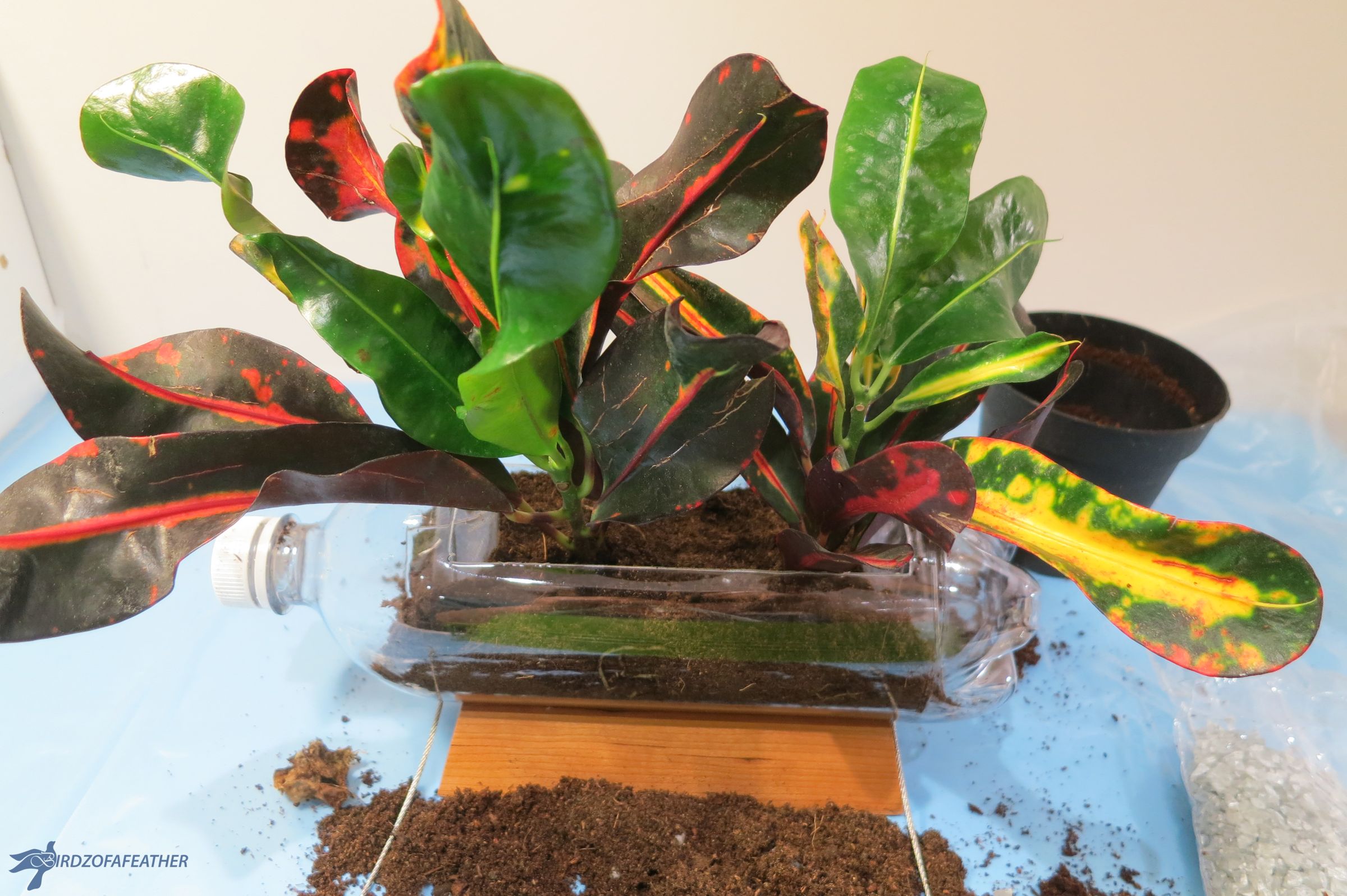 Soda Bottle Vertical Garden (for Indoors or Out!) : 23 Steps (with ...