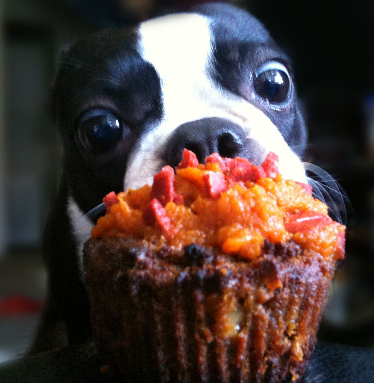 PupCakes! : 4 Steps (with Pictures) - Instructables