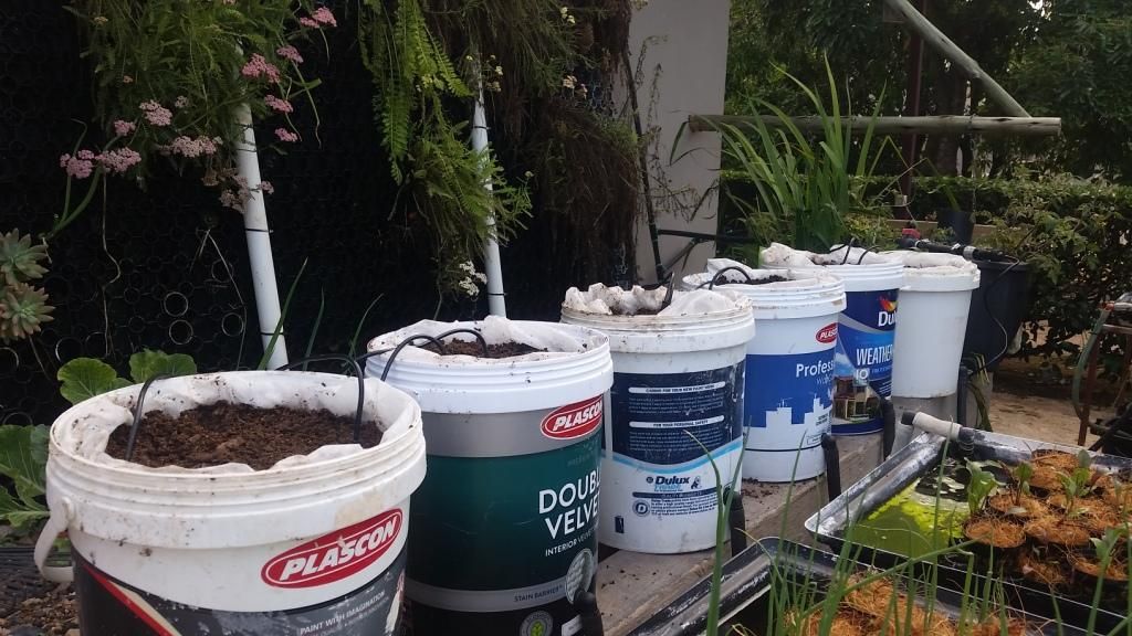 Homemade Hydroponic Systems Bucket