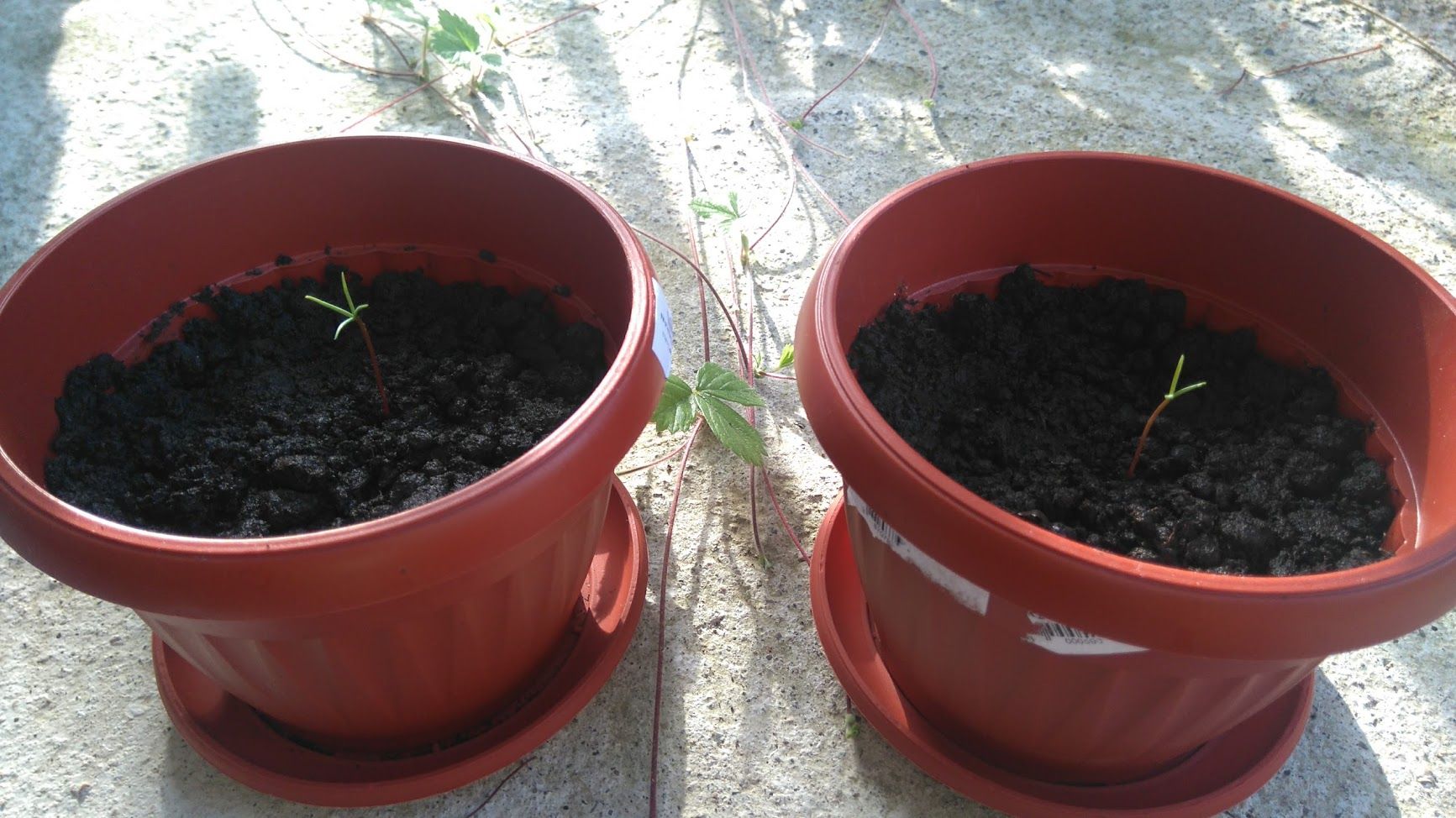 Grow Your Own Giant Sequoia Tree : 6 Steps (with Pictures) - Instructables