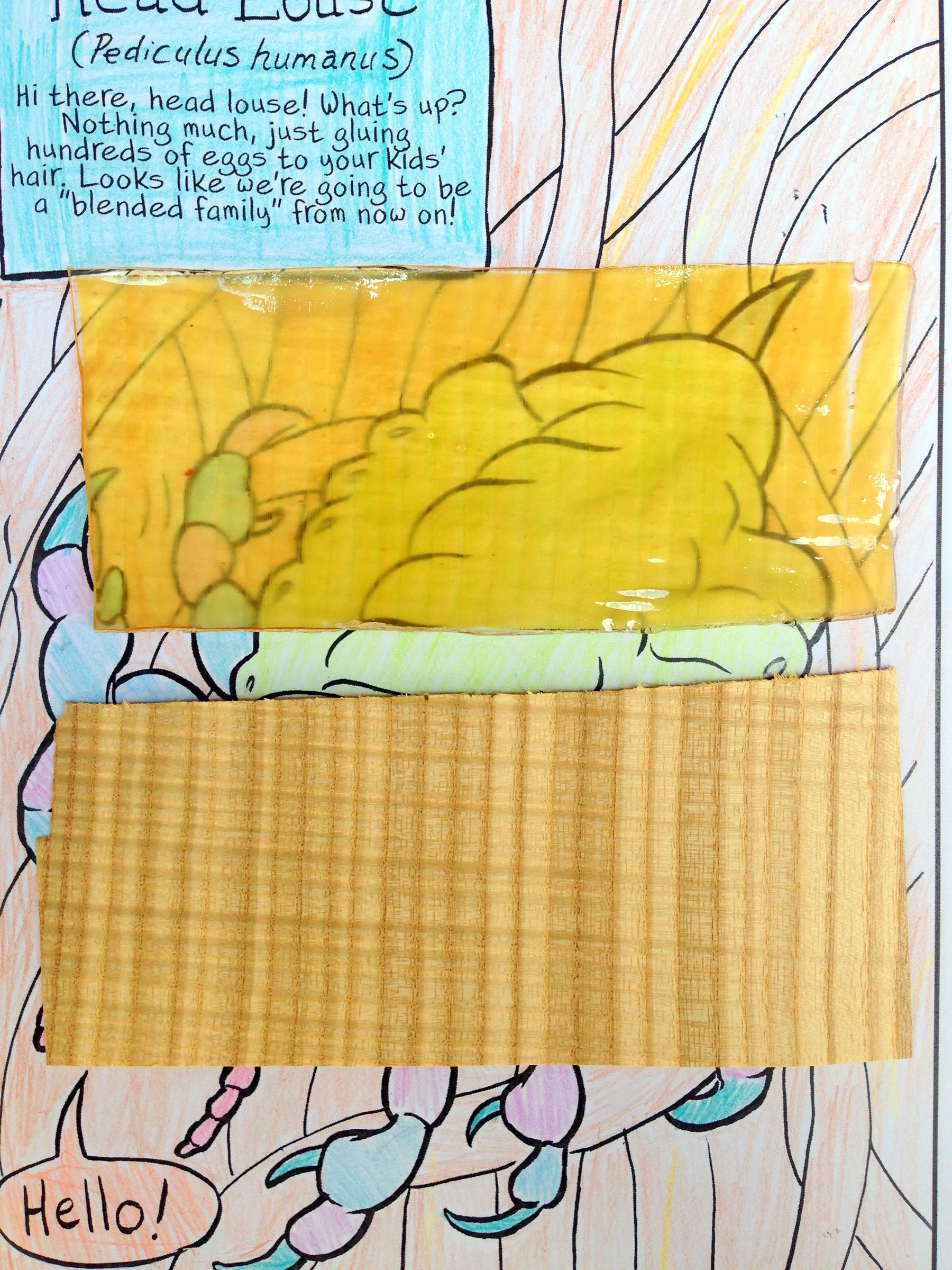 Transparent Wood : 10 Steps (with Pictures) - Instructables