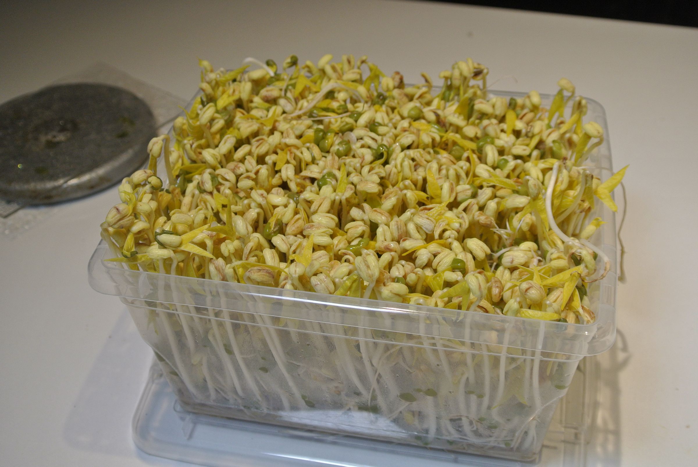Growing Bean Sprouts : 7 Steps (with Pictures) - Instructables