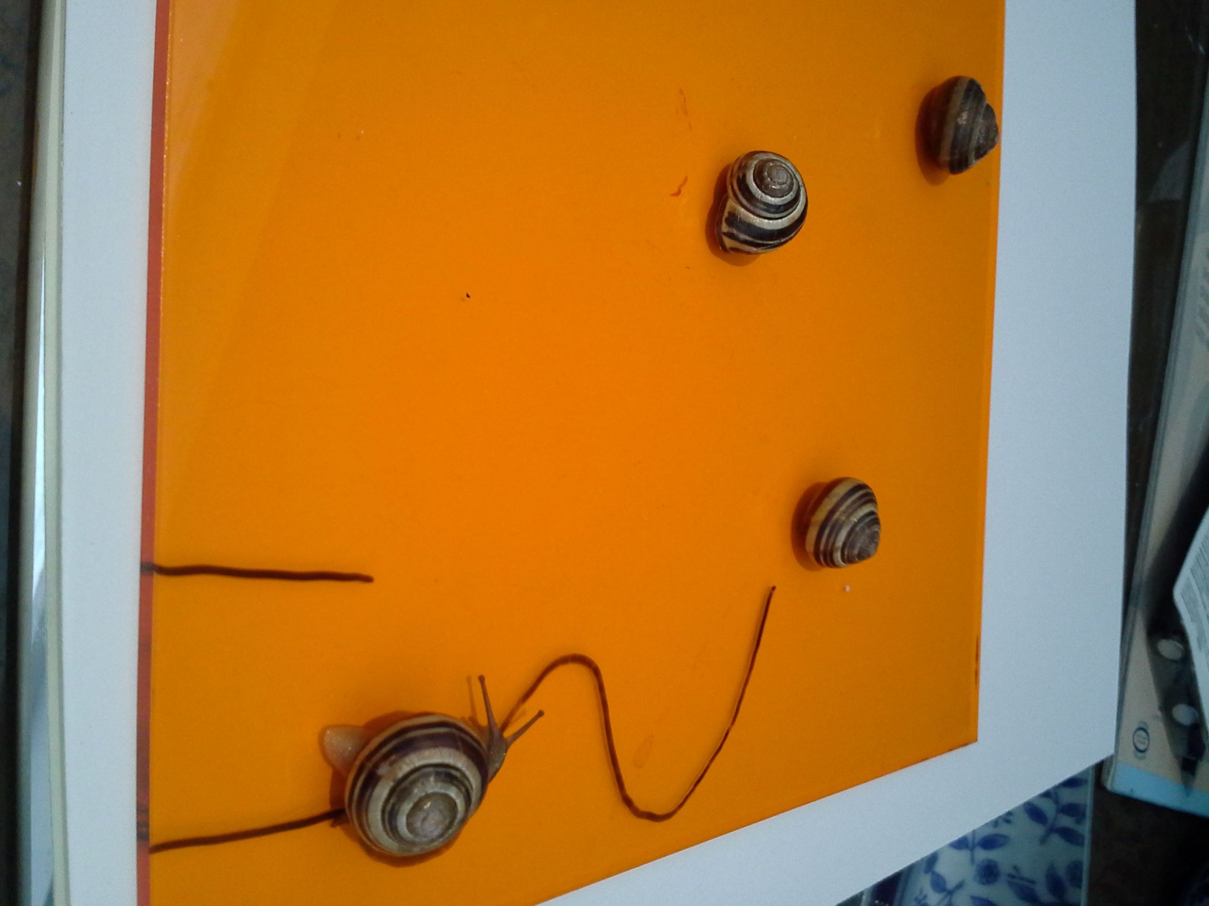 Snail Art: Making Art With Snails : 8 Steps (with Pictures) - Instructables