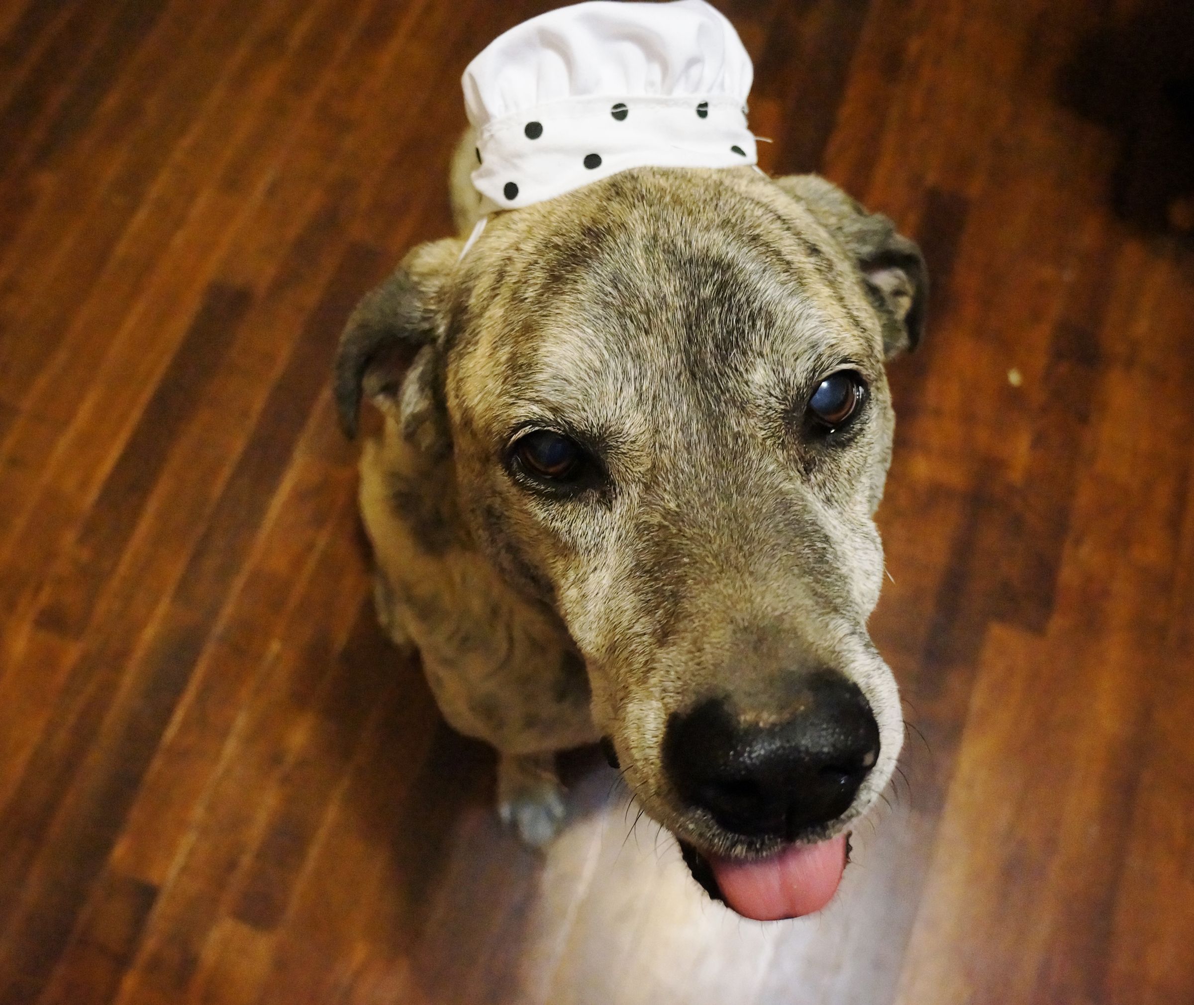 How to Make a Chef Hat Toque Pattern for Large or Small Pets : 12 Steps ...
