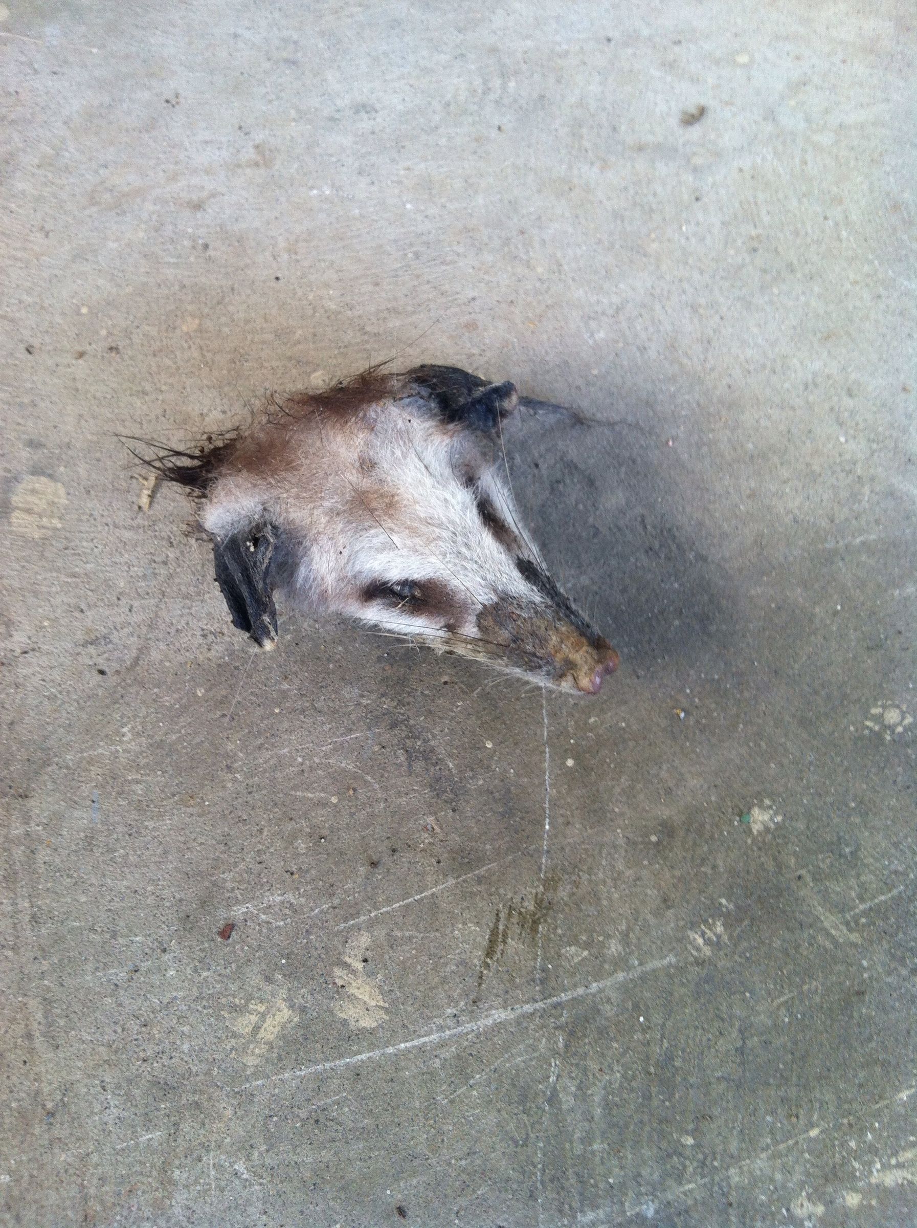 Preserve Your Own Animal Skull : 11 Steps (with Pictures) - Instructables