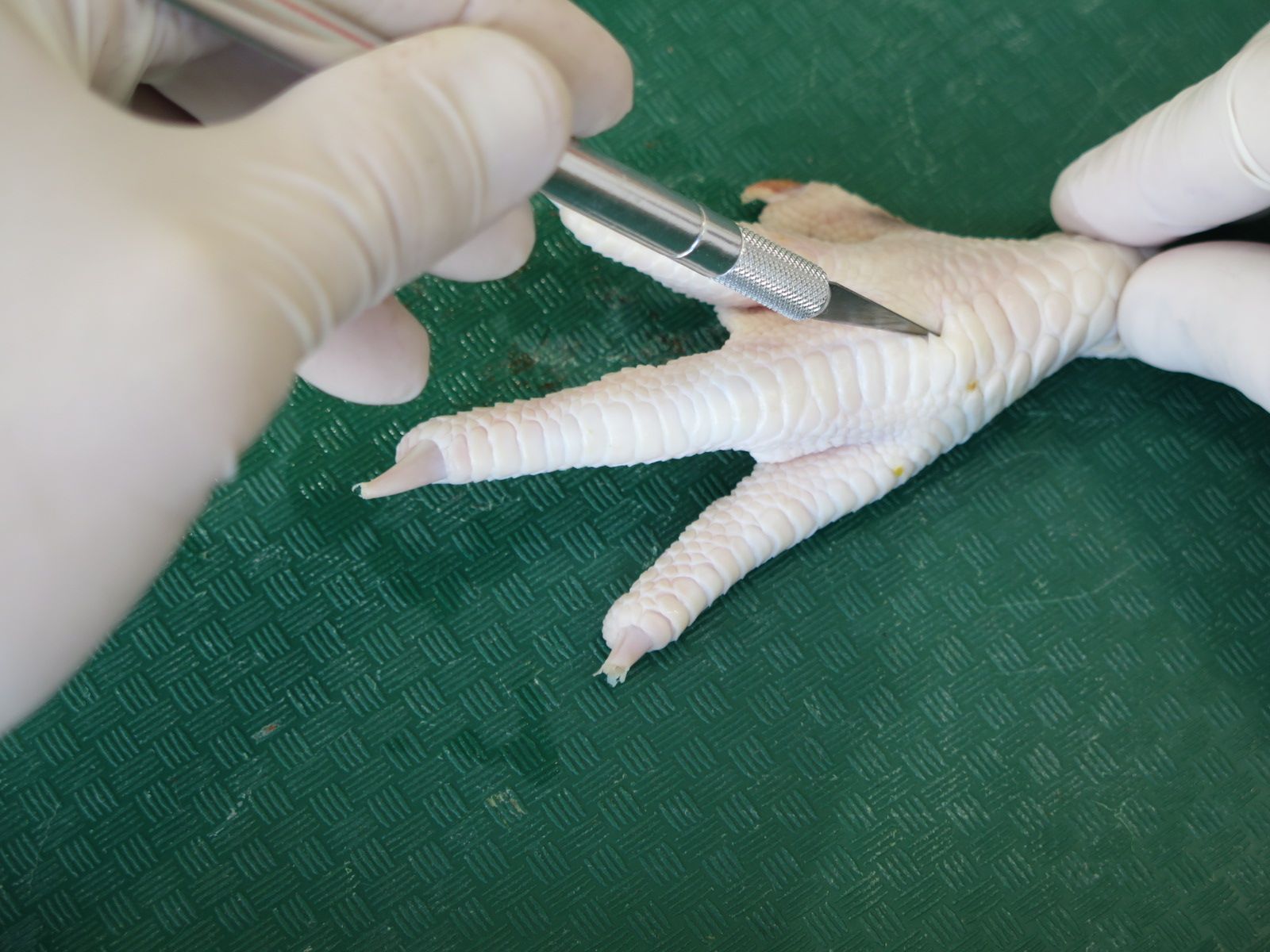 Chicken Foot Dissection : 7 Steps - Instructables