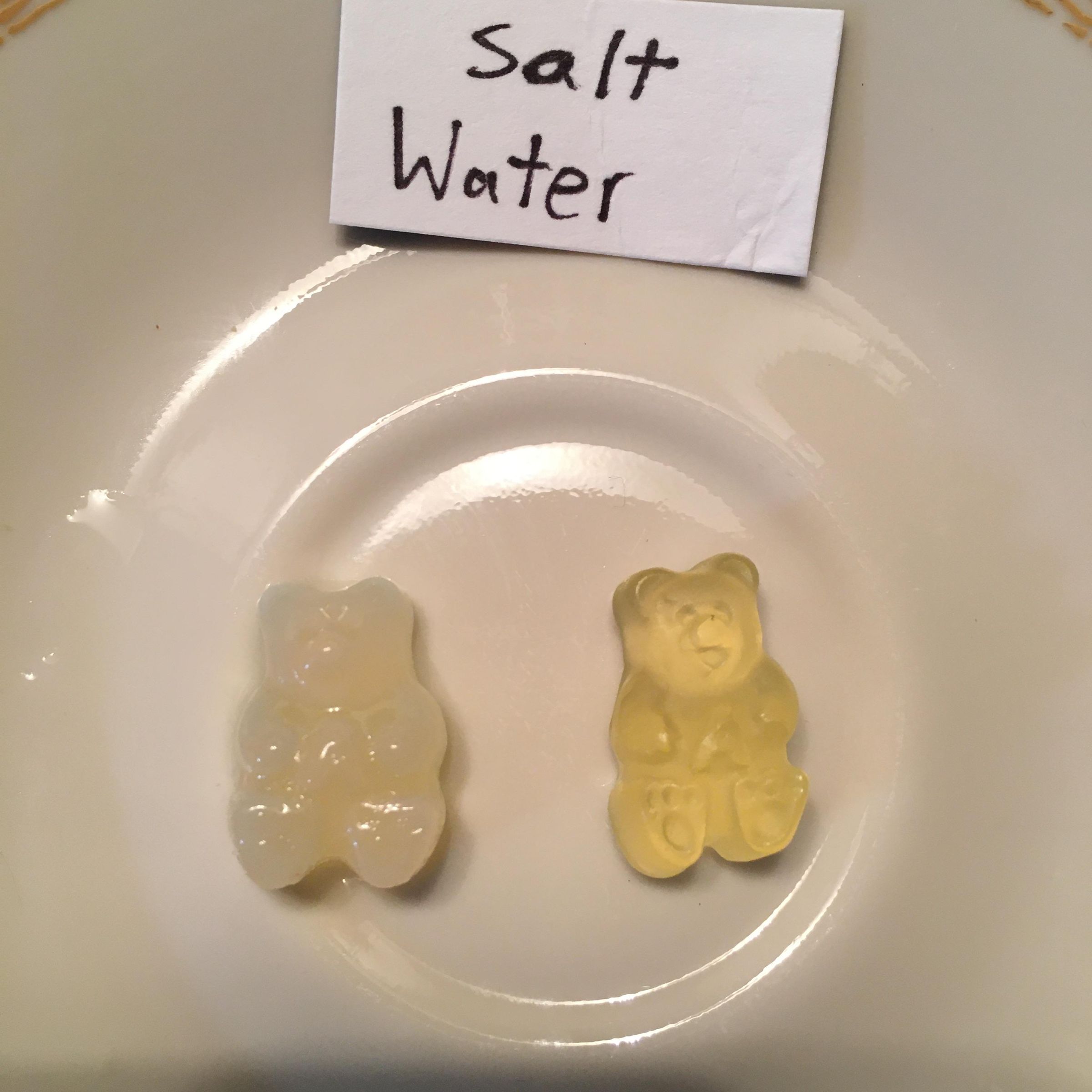 Gummi Bear Science : 7 Steps (with Pictures) - Instructables