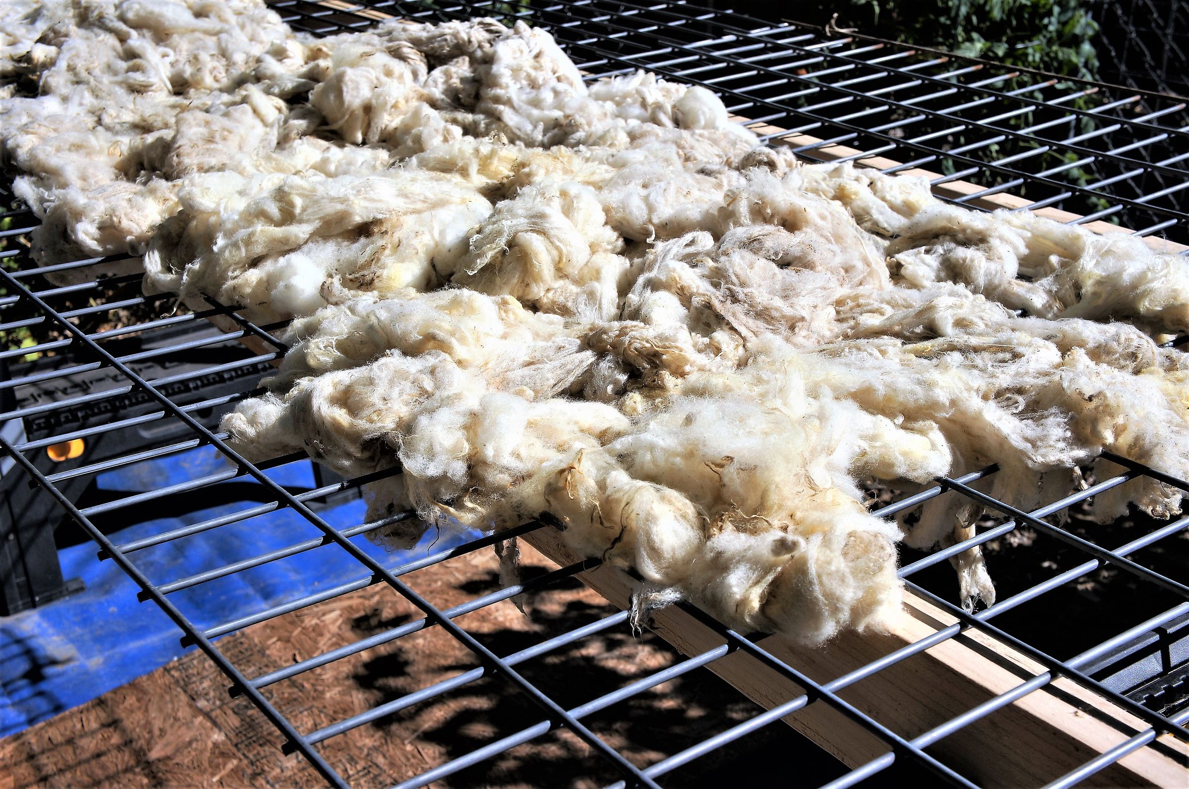 How to Process Card and Dye Raw Wool : 12 Steps (with Pictures ...