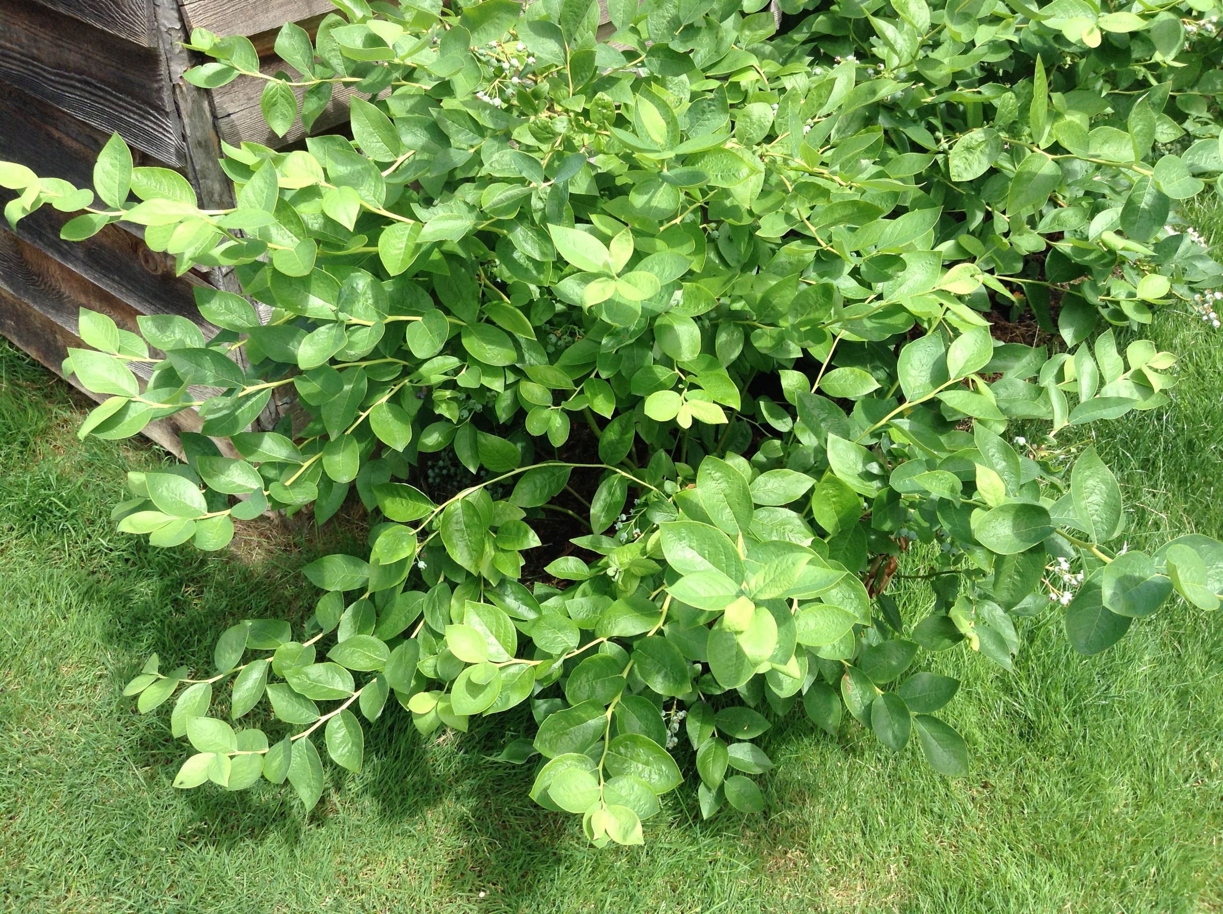 Extract Clean, Drinkable Water From Plants : 3 Steps (with Pictures ...