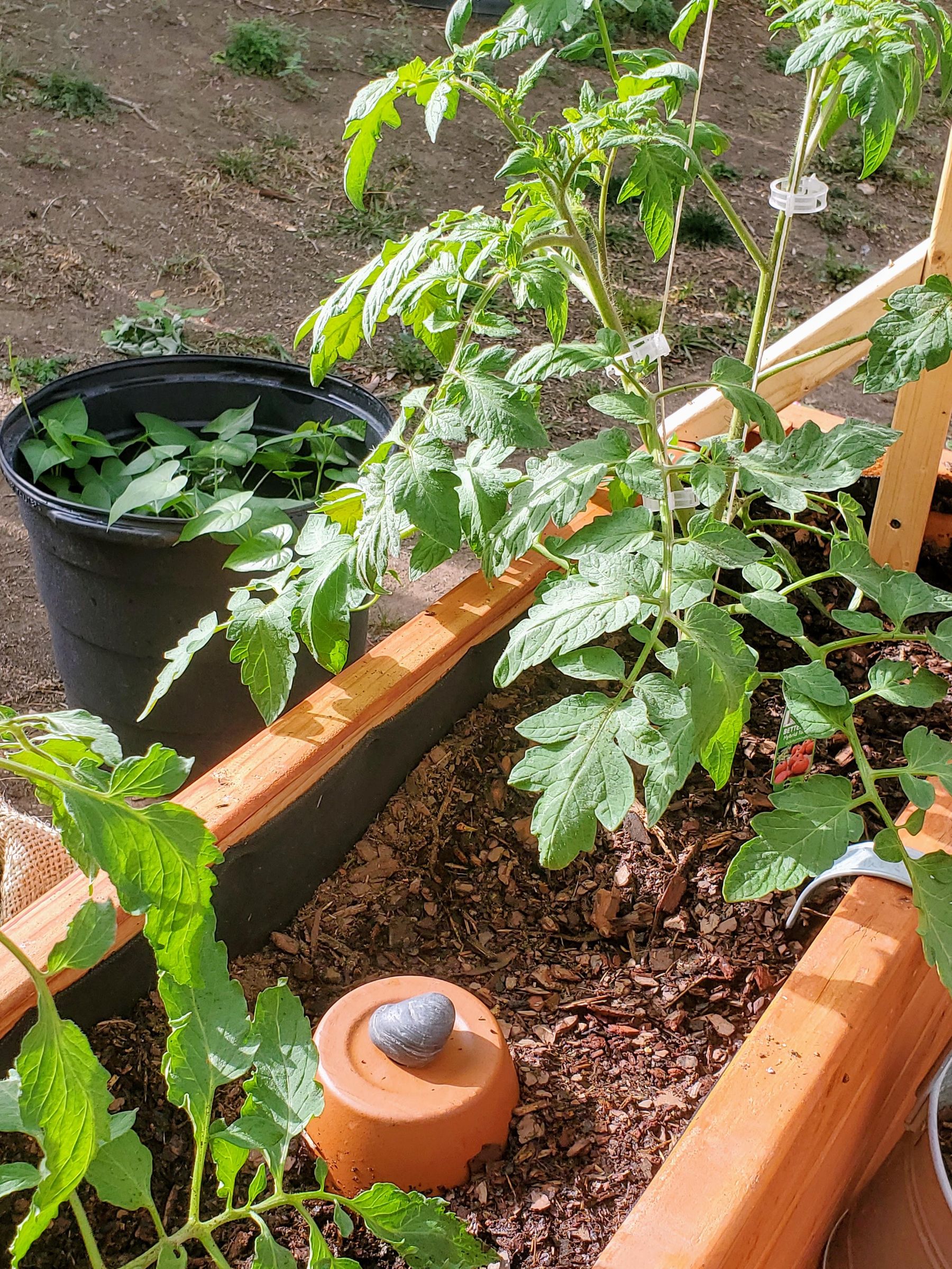 BEAT THE HEAT - on a Budget: DIY Self-Watering Olla Irrigation : 4 ...