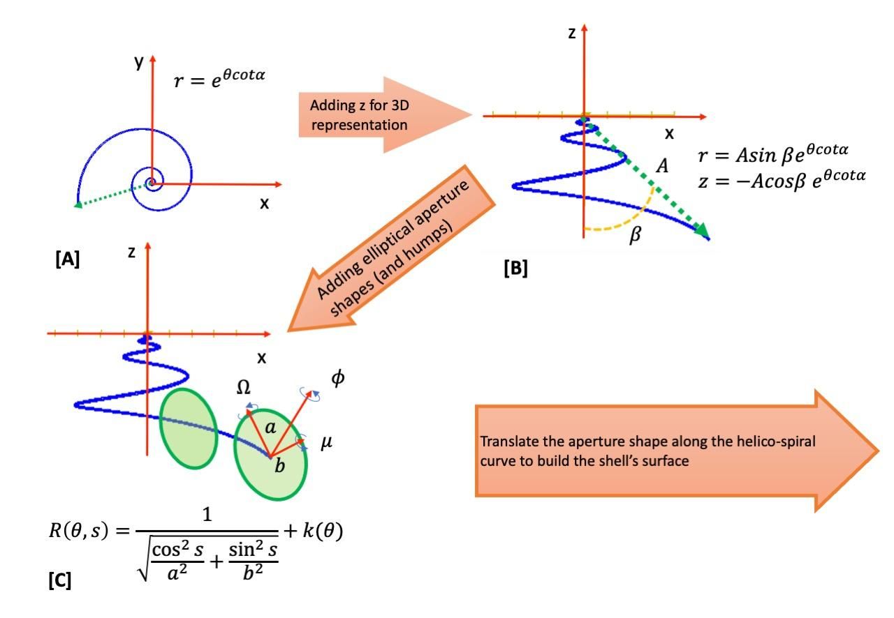 How to Generate and 3D Print Seashells and ... Other Mollusks! : 7 ...