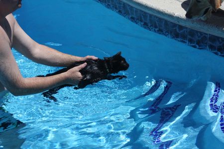 How to Teach a Cat to Swim. : 8 Steps (with Pictures) - Instructables