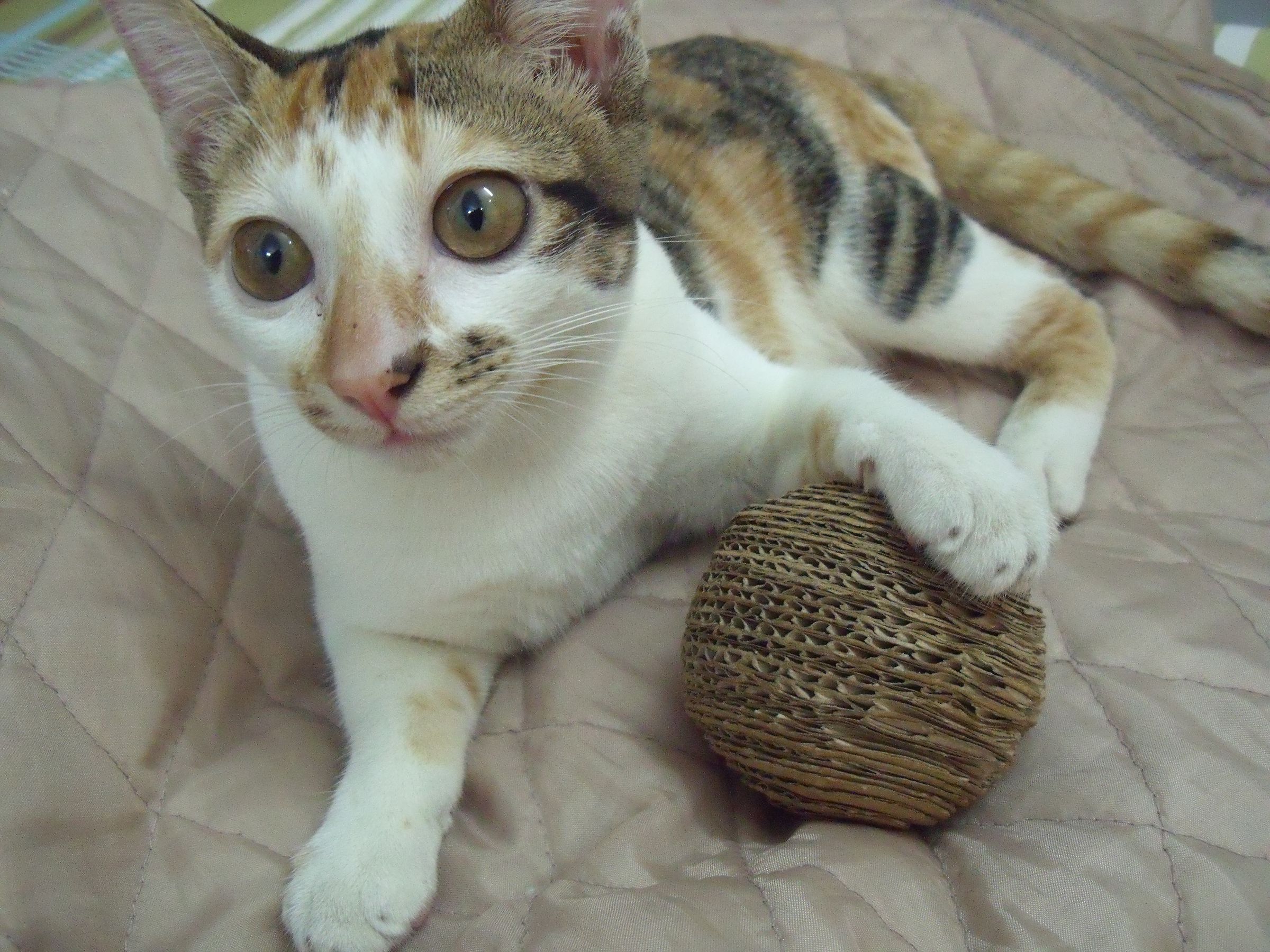 DIY Eco Friendly Cardboard Ball for Cat : 4 Steps (with Pictures ...