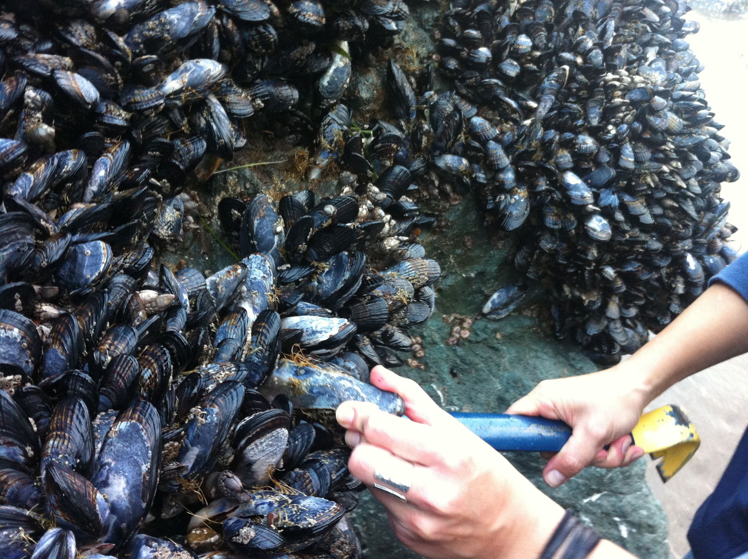How to Harvest and Cook Mussels : 4 Steps - Instructables