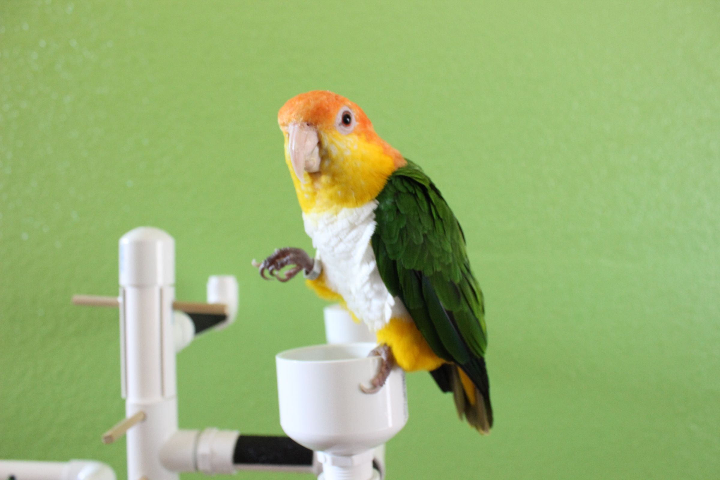 DIY BIRD STAND : 8 Steps (with Pictures) - Instructables