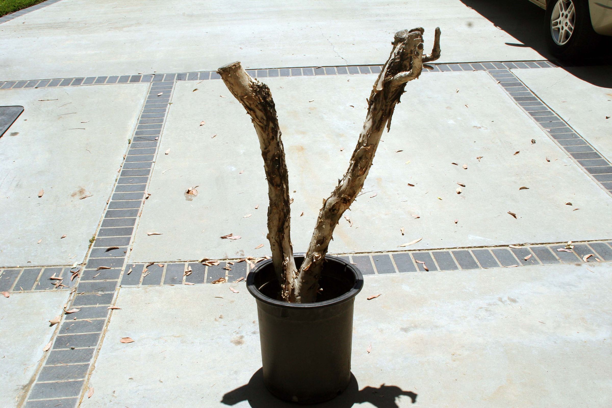 Tree Branch Lamp : 15 Steps (with Pictures) - Instructables
