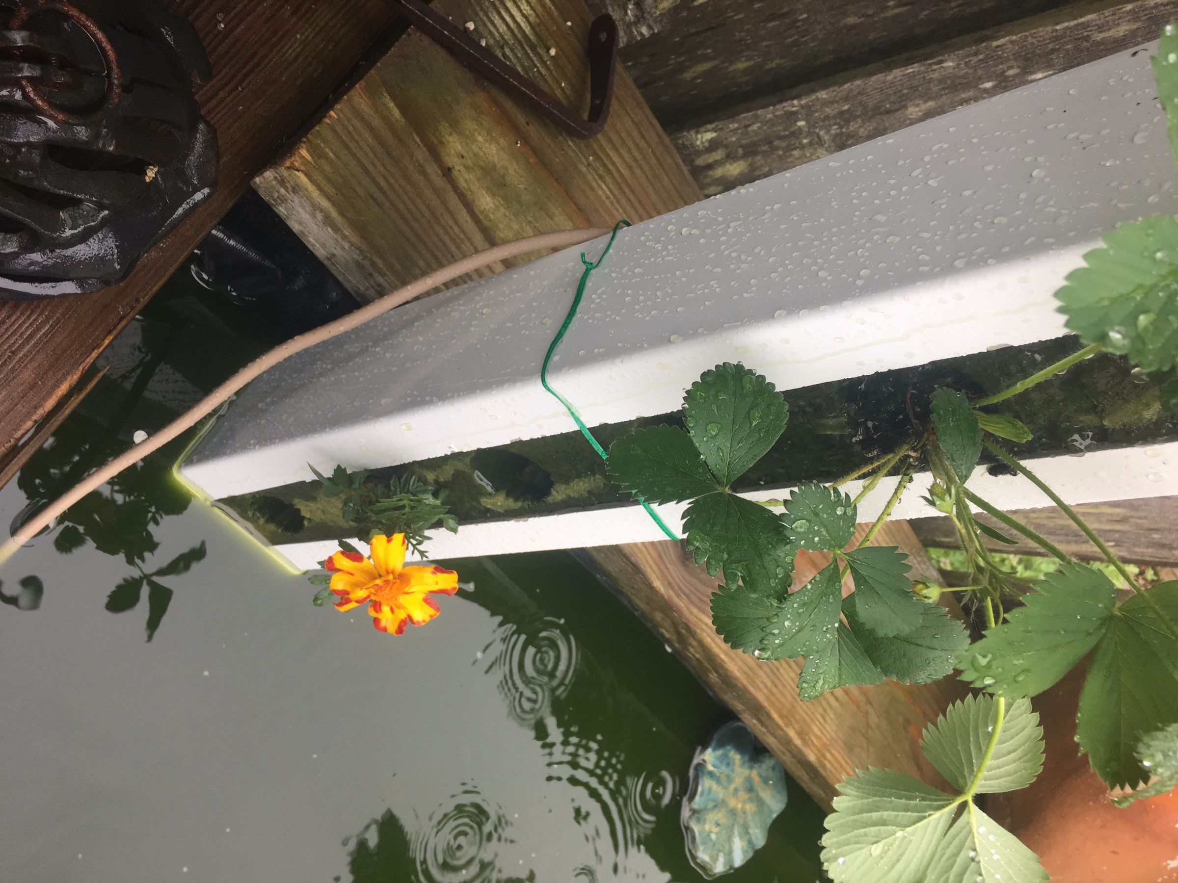 Hydroponics & Aquaponics Koi Pond : 5 Steps - Instructables