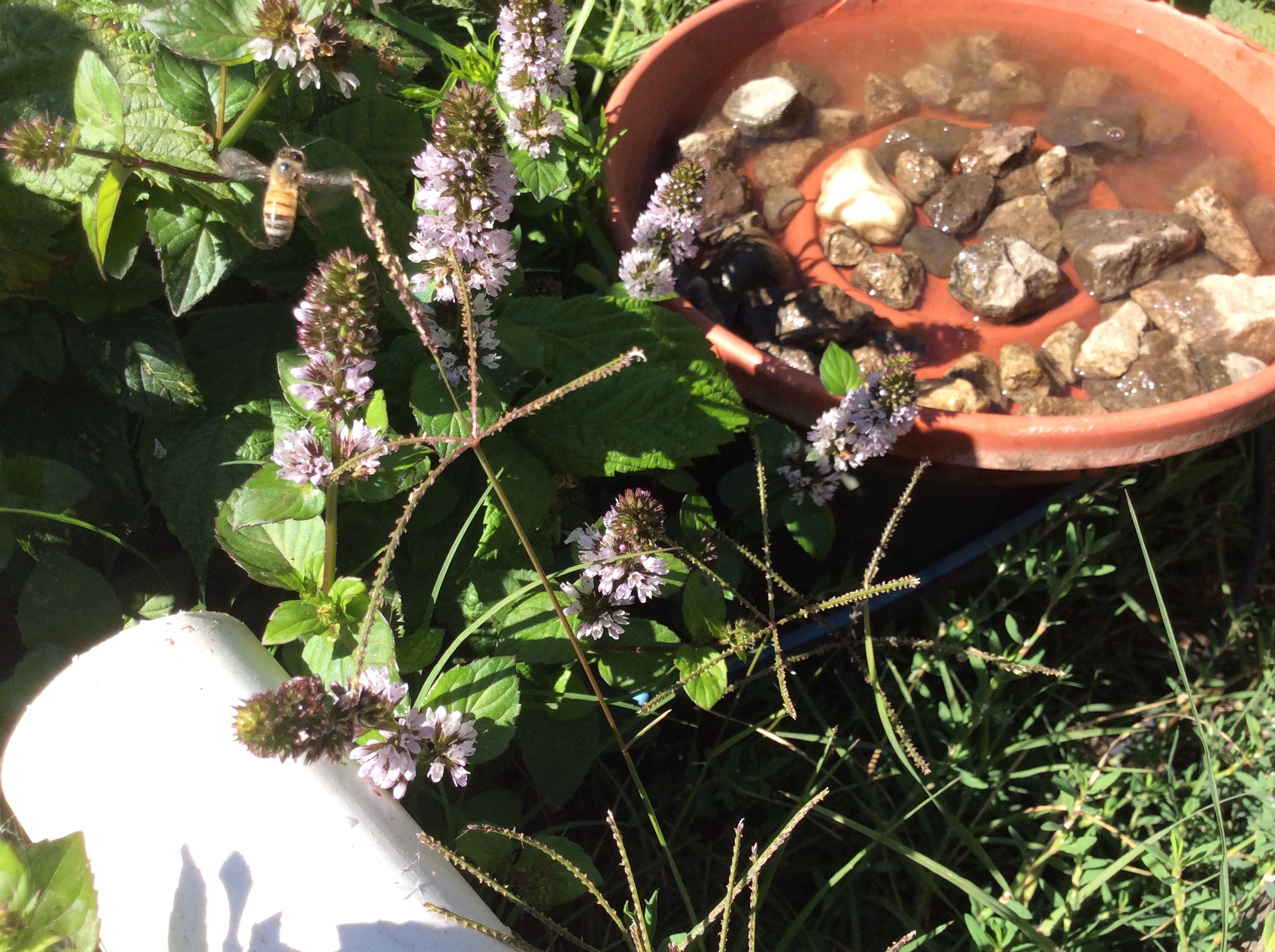 Make Your Own Bee Bath : 3 Steps - Instructables