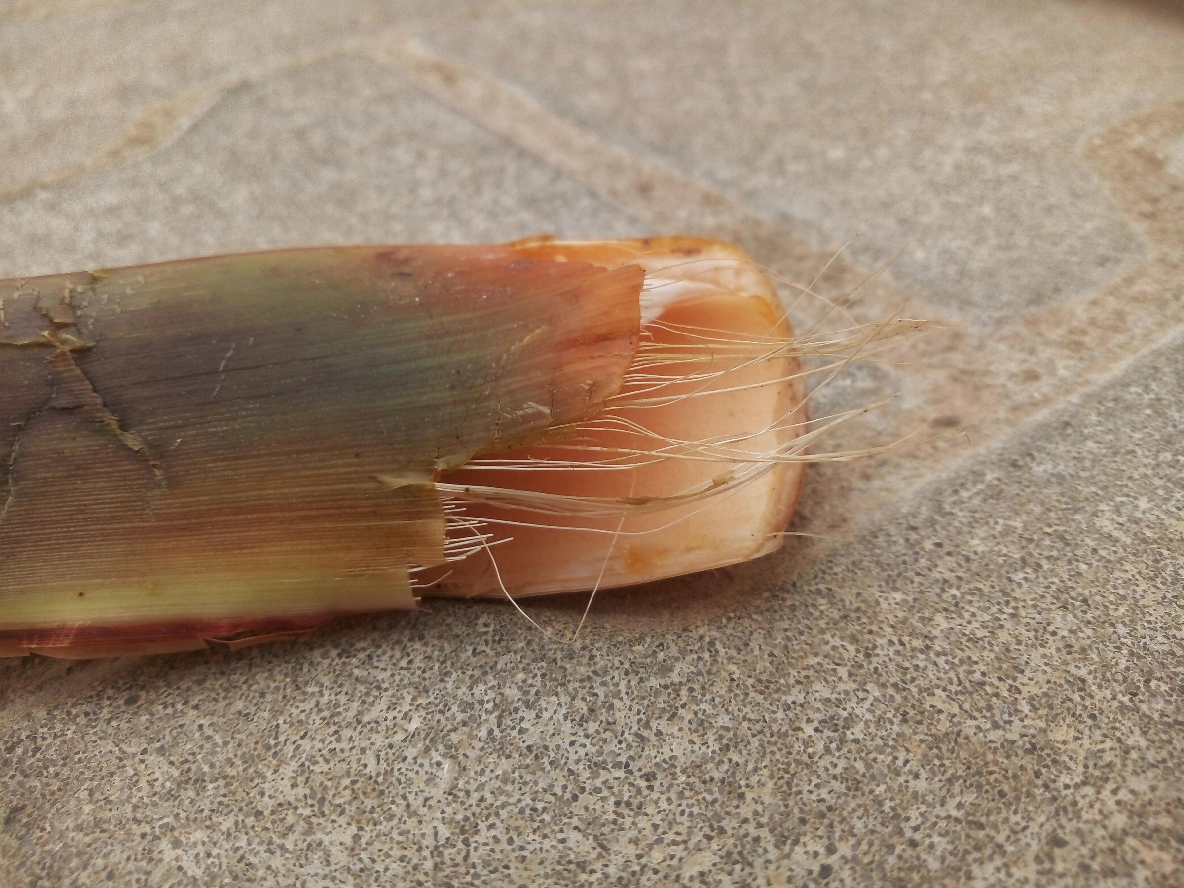 How to Make Rope / String With Natural Plant Fibers : 6 Steps (with ...