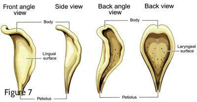 How to Create a Perfect Clay Model Larynx : 5 Steps (with Pictures ...
