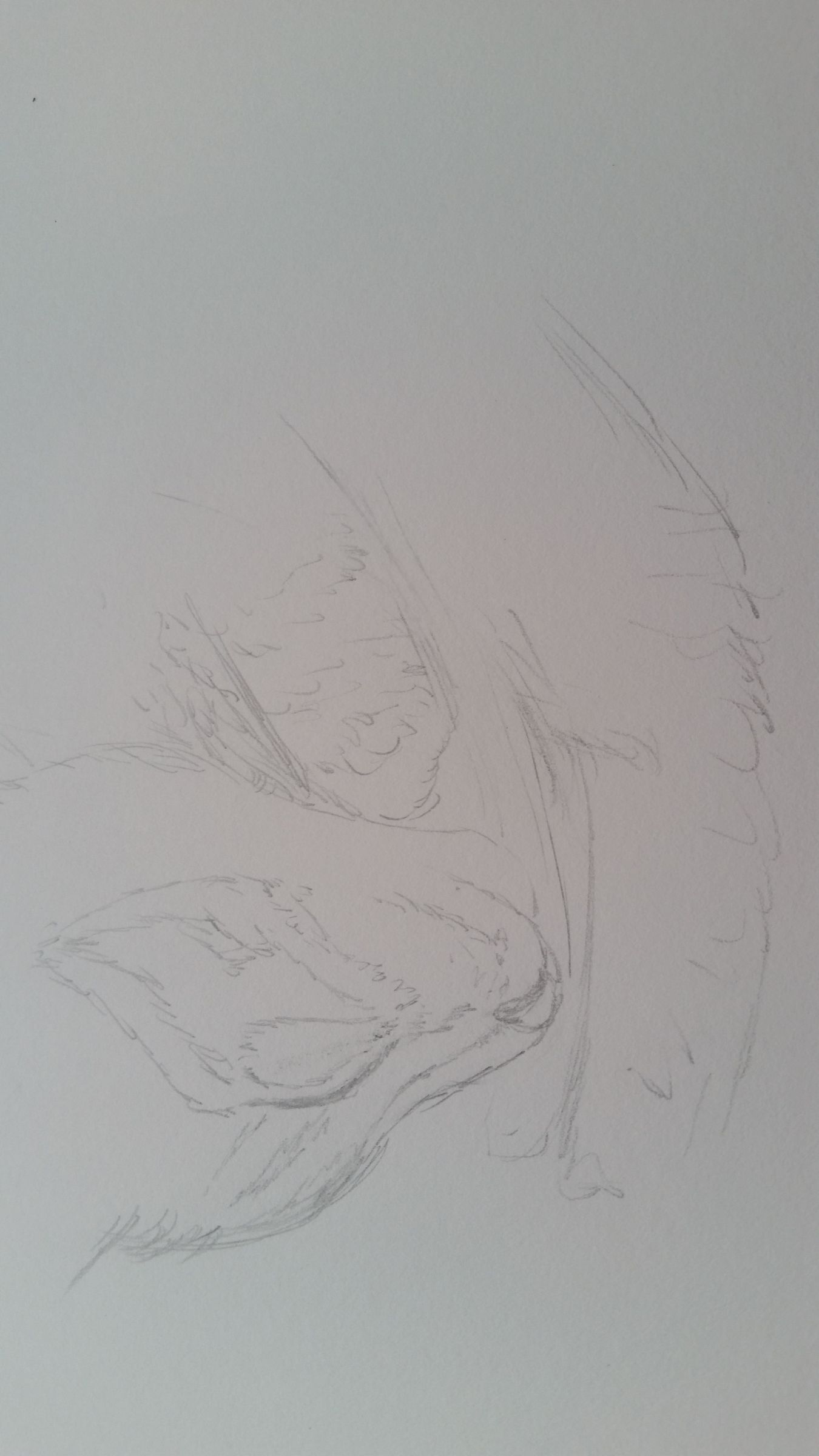 How to Draw Fur : 6 Steps - Instructables