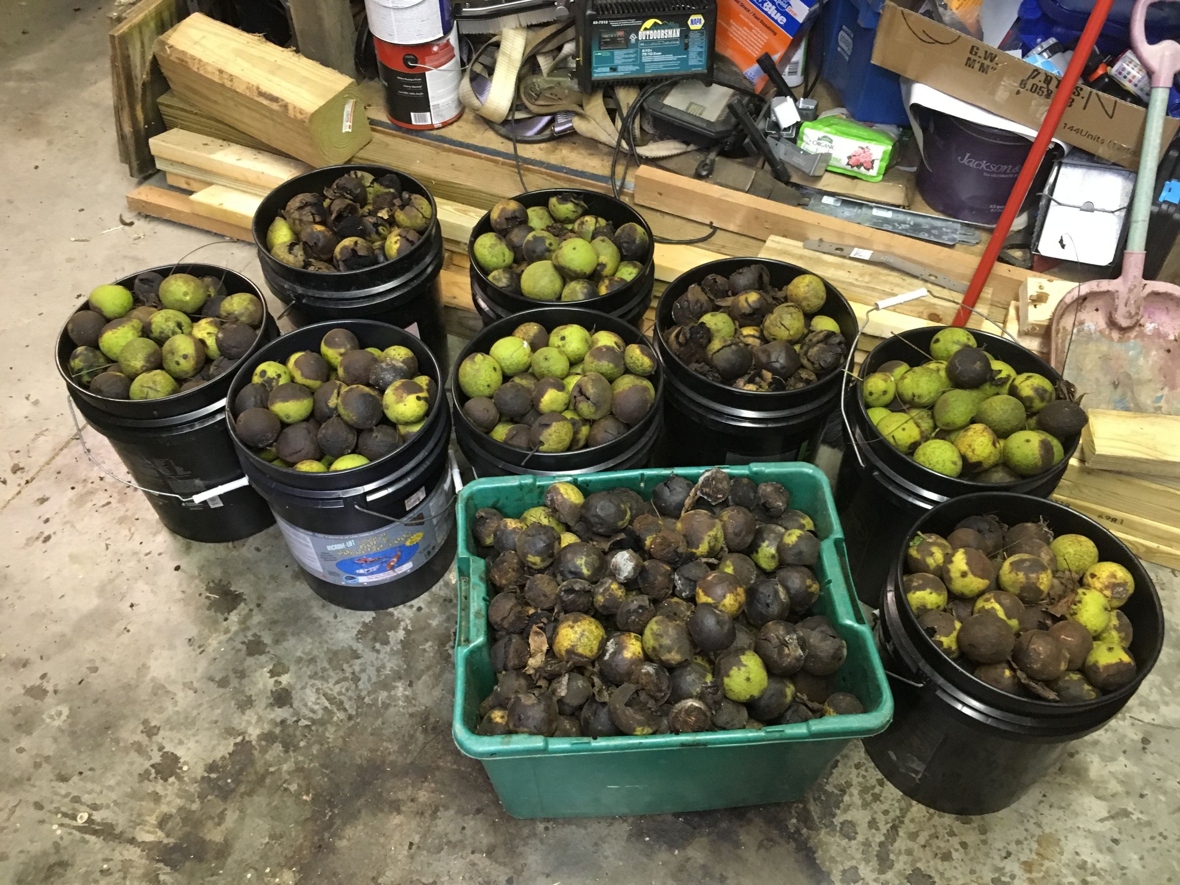 Harvesting and Processing Black Walnuts : 13 Steps - Instructables