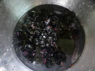 How to Make Jamun Wine : 8 Steps (with Pictures) - Instructables