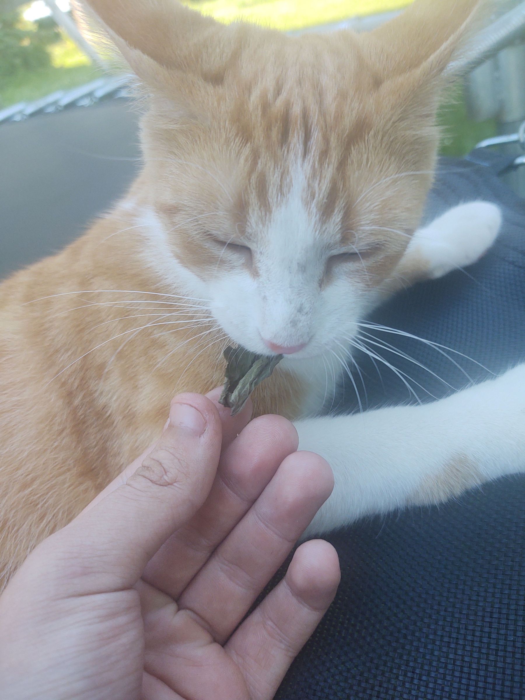 How to Dry Catnip : 6 Steps - Instructables