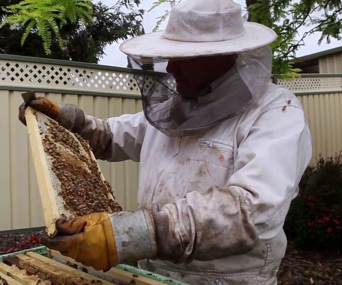 Basics for Backyard Beekeeping : 13 Steps (with Pictures) - Instructables