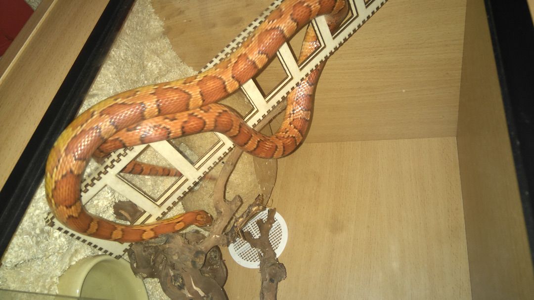 The Snake Ladder : 4 Steps (with Pictures) - Instructables