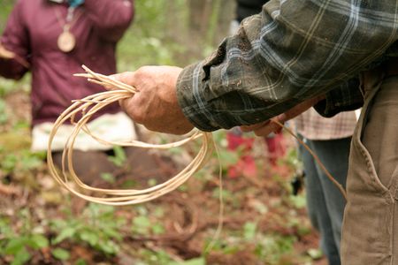 Harvesting Spruce Root : 7 Steps (with Pictures) - Instructables