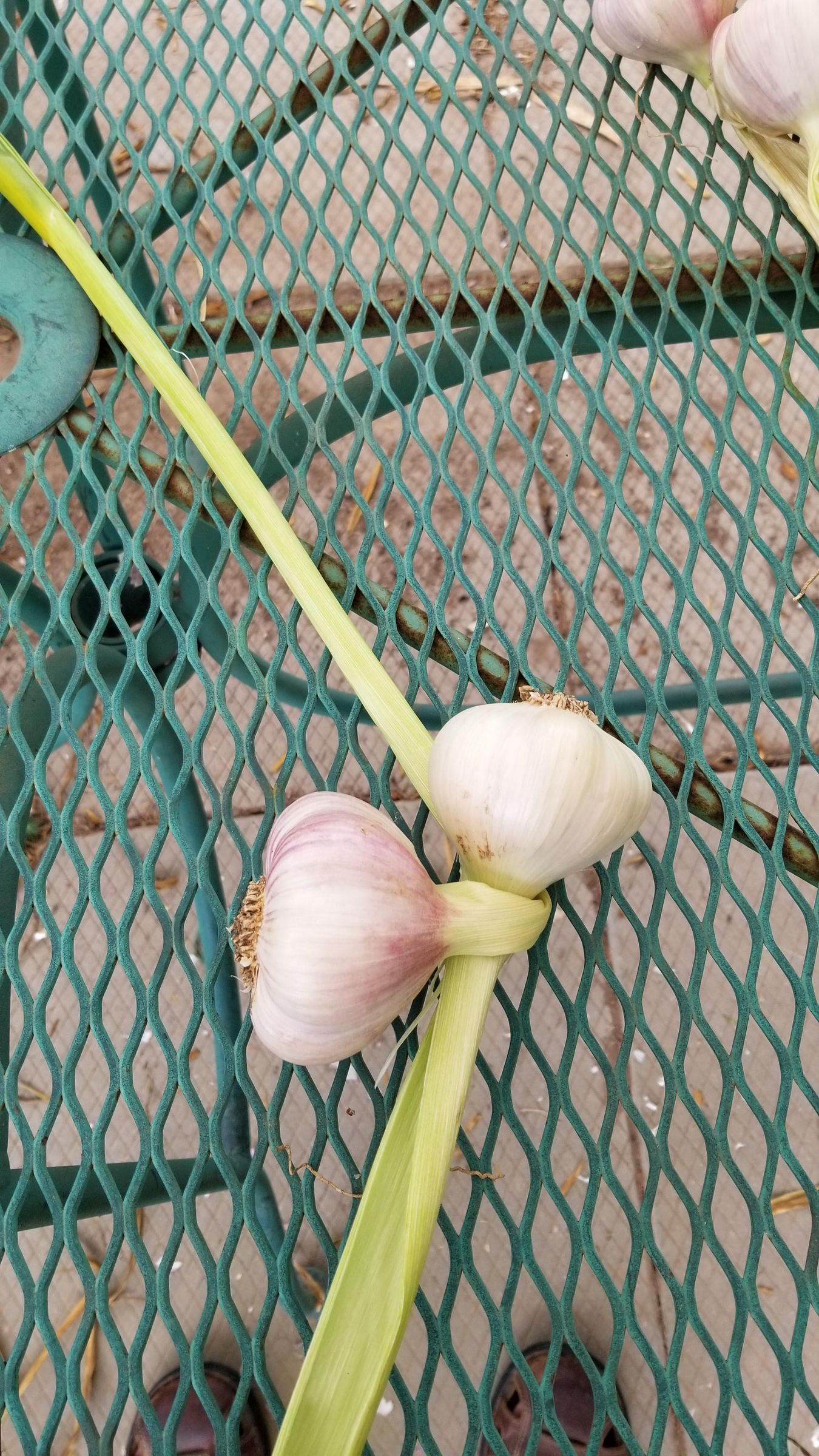 Garlic Gardening : 49 Steps (with Pictures) - Instructables