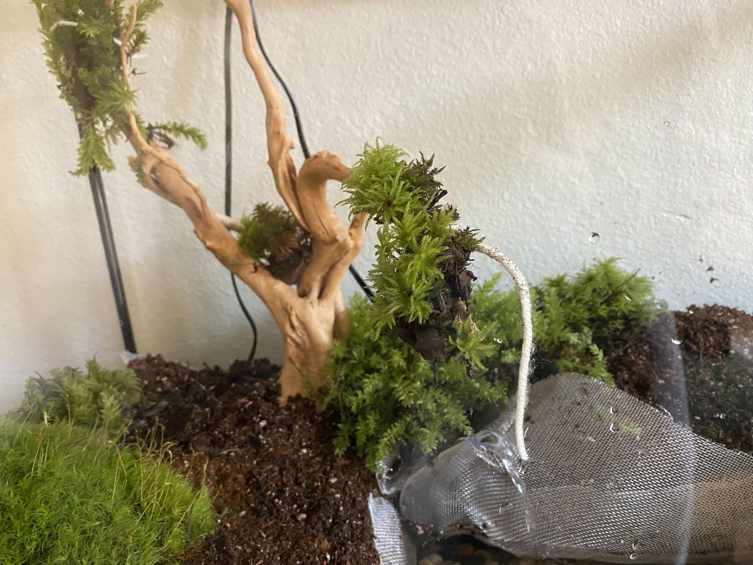 How to Build a Paludarium : 7 Steps (with Pictures) - Instructables