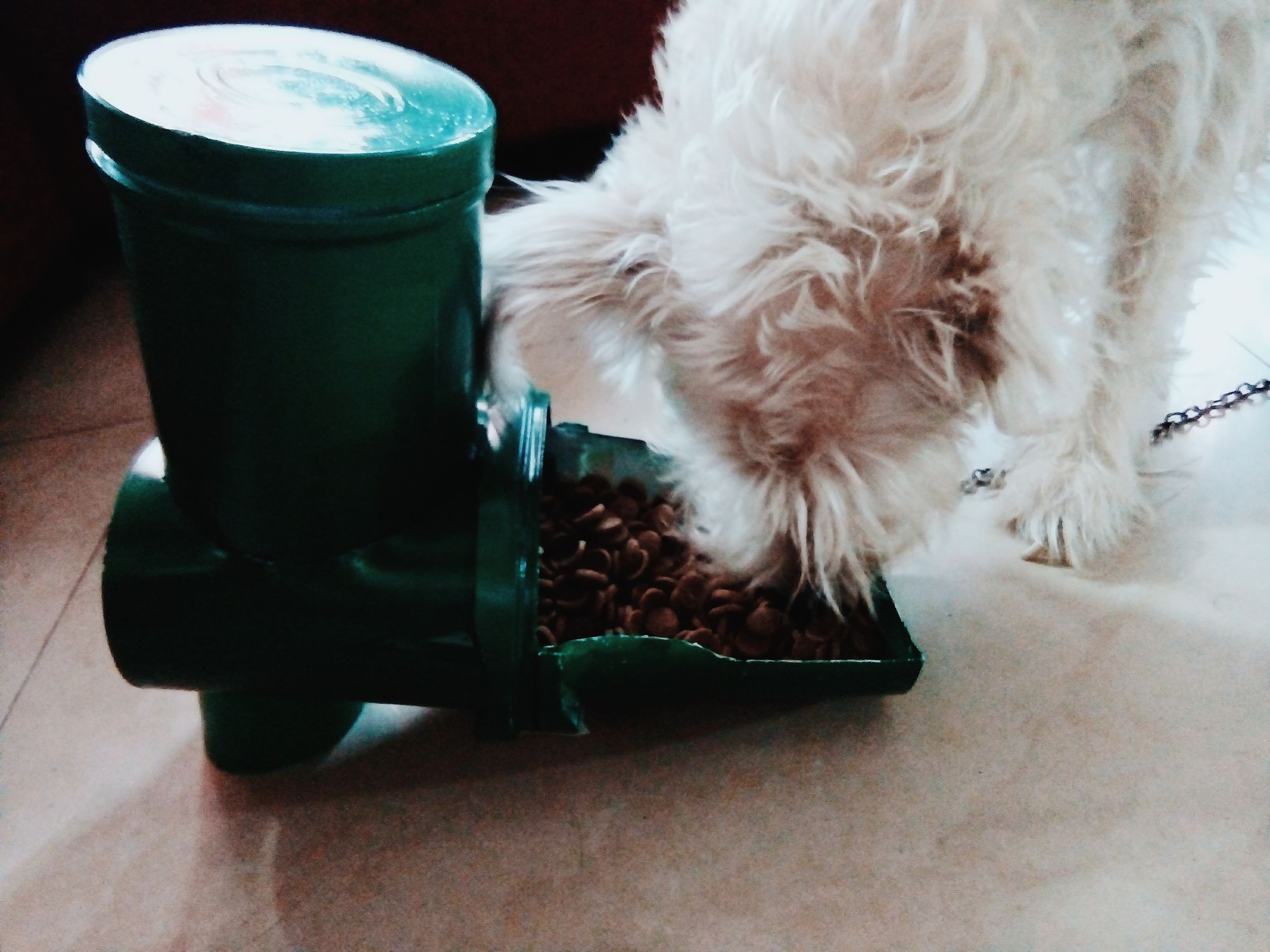 DIY Dog Food Dispenser : 9 Steps (with Pictures) - Instructables