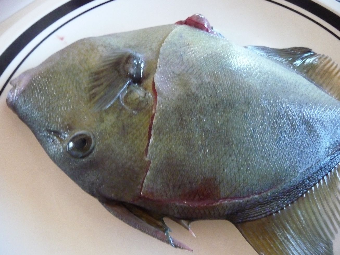 Trigger-Happy Fish Art : 4 Steps (with Pictures) - Instructables