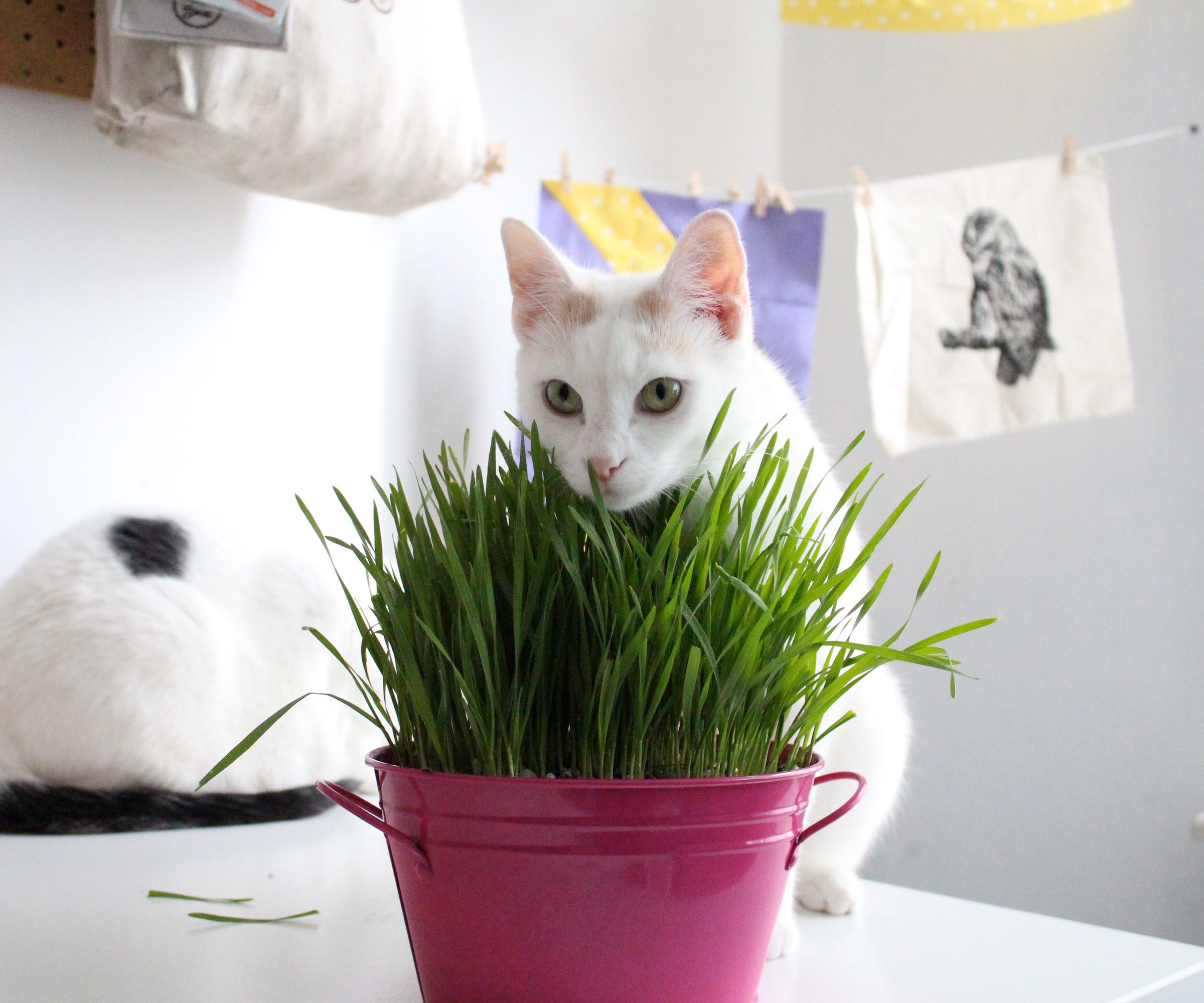 How to Grow Cat Grass : 5 Steps (with Pictures) - Instructables