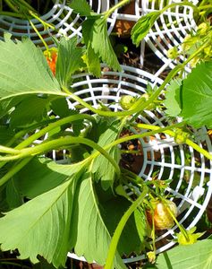 Strawberry Plant Growing Support : 5 Steps (with Pictures) - Instructables