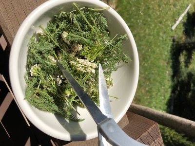 Medicinal Yarrow Salve : 14 Steps (with Pictures) - Instructables