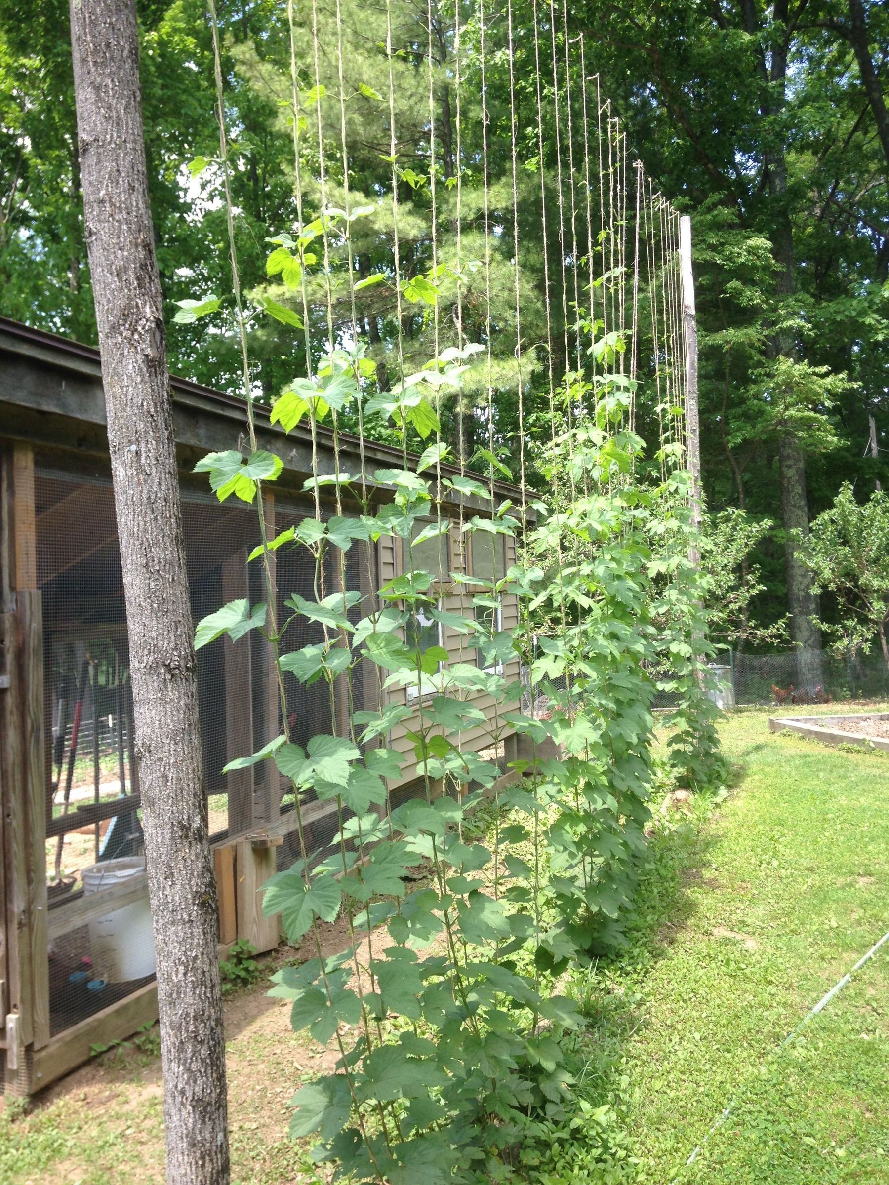 Growing Hops at Home : 9 Steps (with Pictures) - Instructables