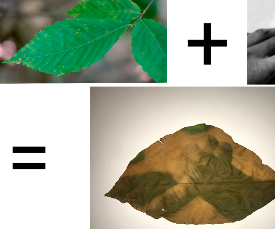 Chlorophyll Prints : 3 Steps - Instructables