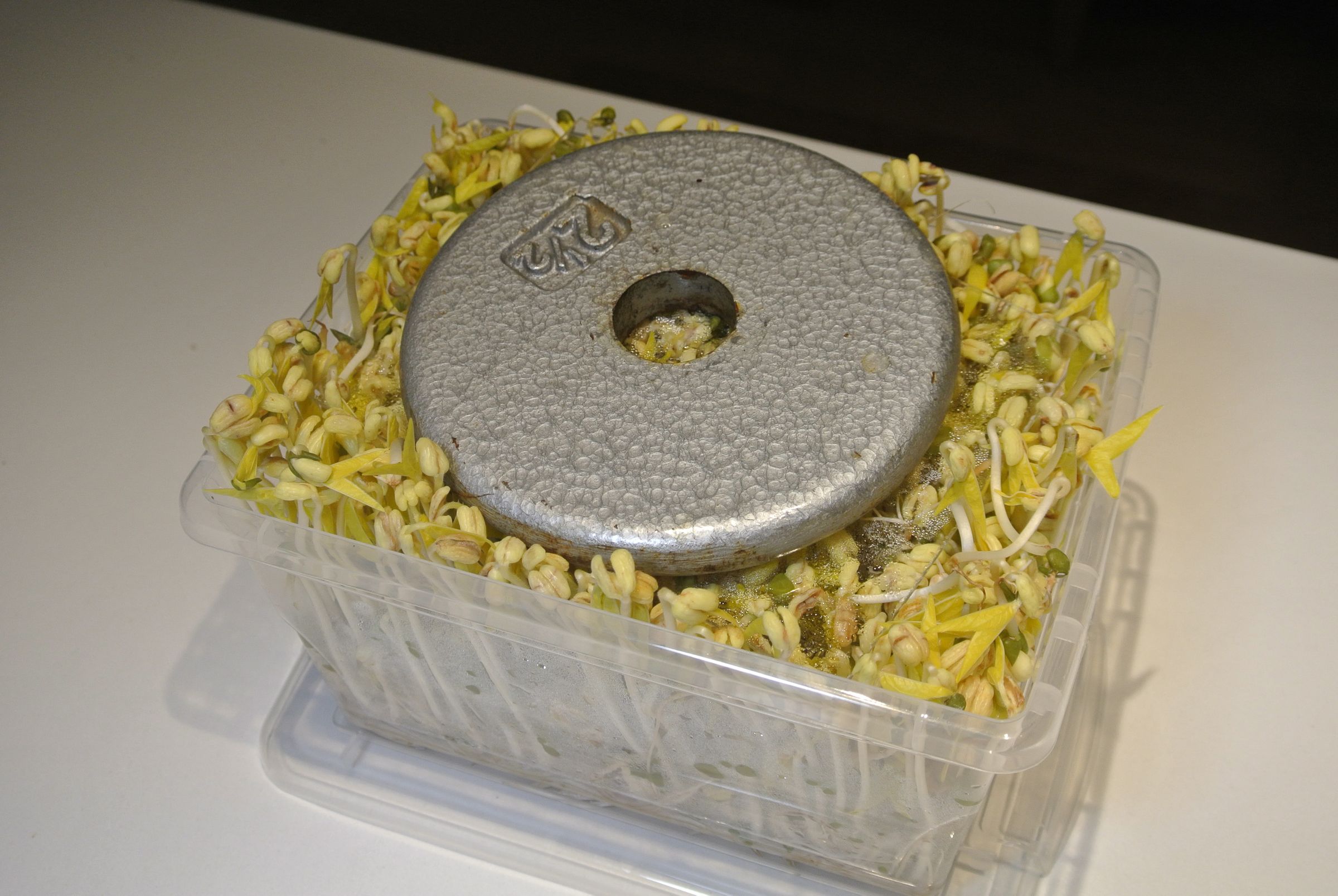 Growing Bean Sprouts : 7 Steps (with Pictures) - Instructables