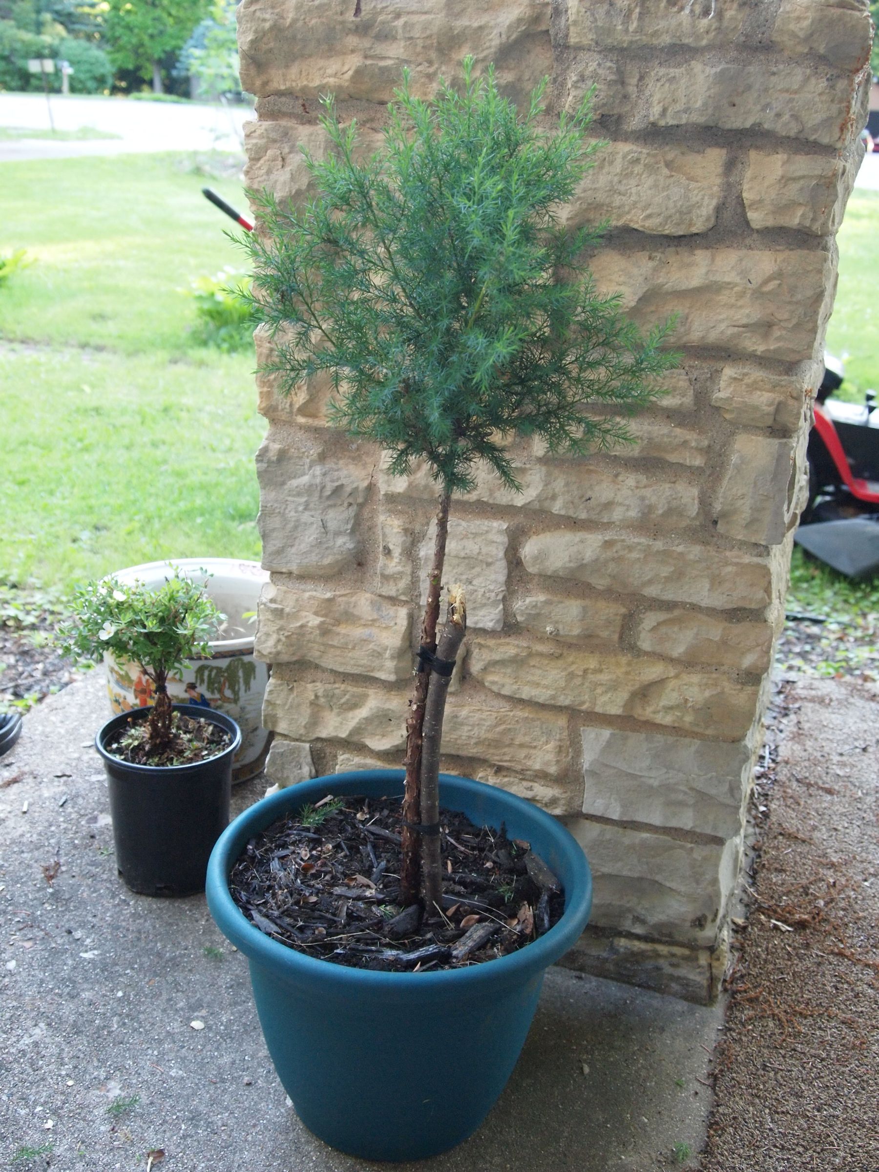 Container Topiary : 4 Steps - Instructables