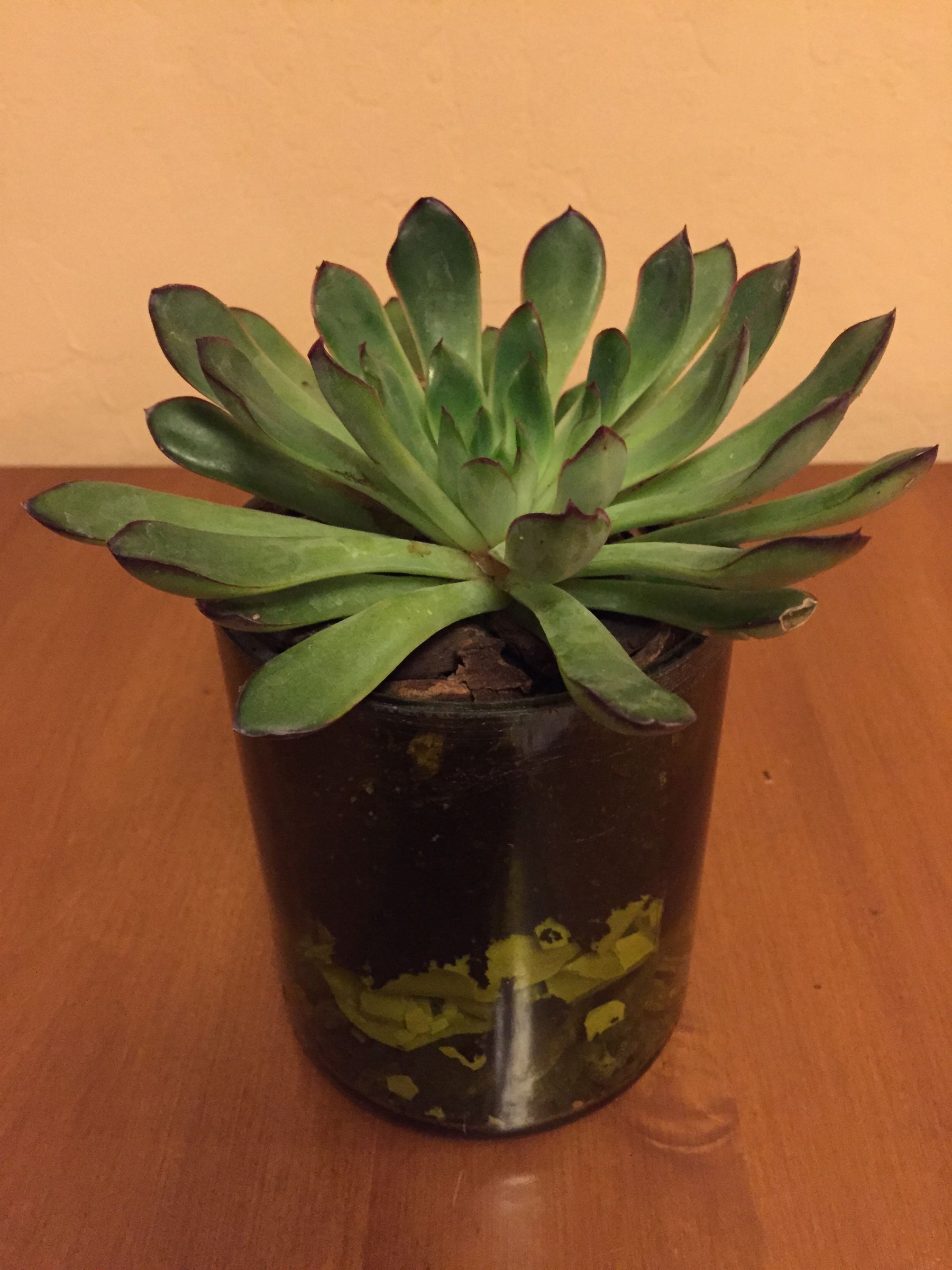 Beer Bottle Succulents : 6 Steps (with Pictures) - Instructables