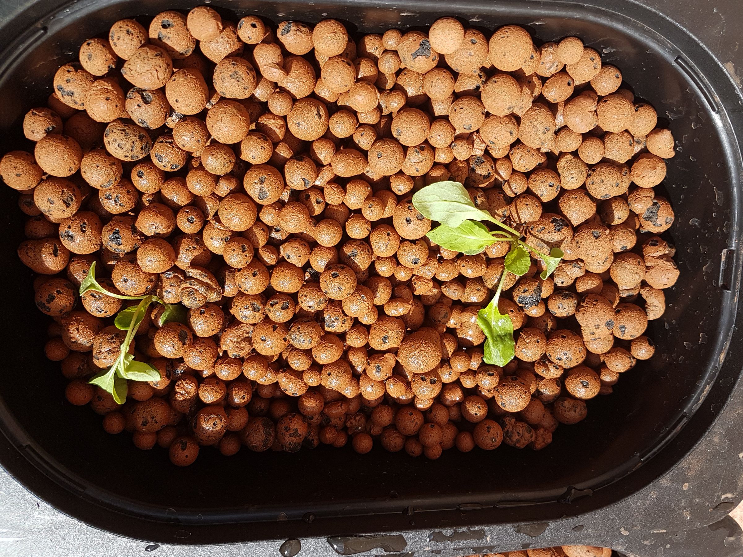 First Timer Hydroponics: DWC System : 9 Steps (with Pictures ...