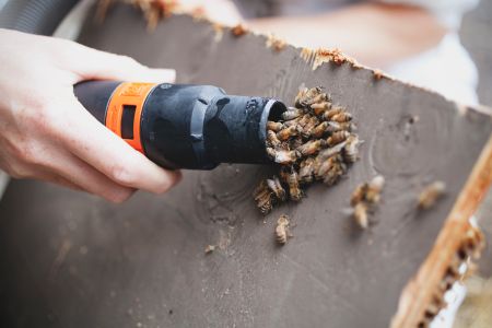 Make a Bee Vacuum That Really Sucks : 14 Steps (with Pictures ...