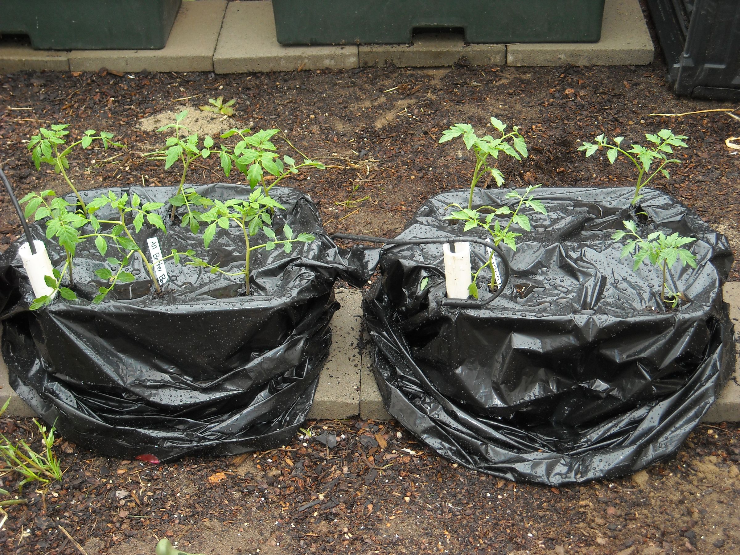 TerraHydro Boxes, the Ultimate Self-Watering Vegetable Container System ...