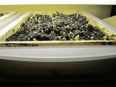 Plant Starting Flats : 8 Steps (with Pictures) - Instructables