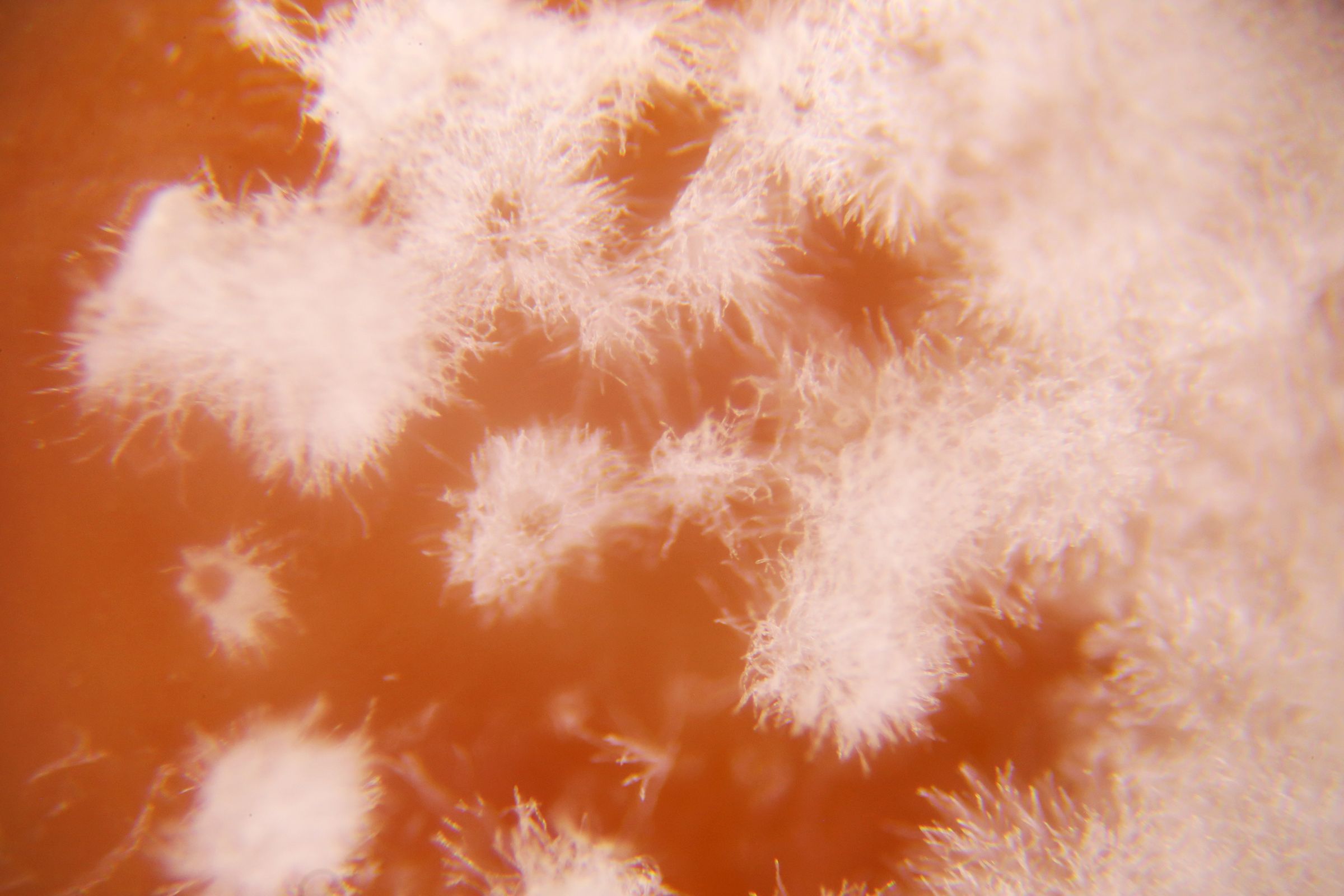 DSLR Microphotography : 12 Steps (with Pictures) - Instructables