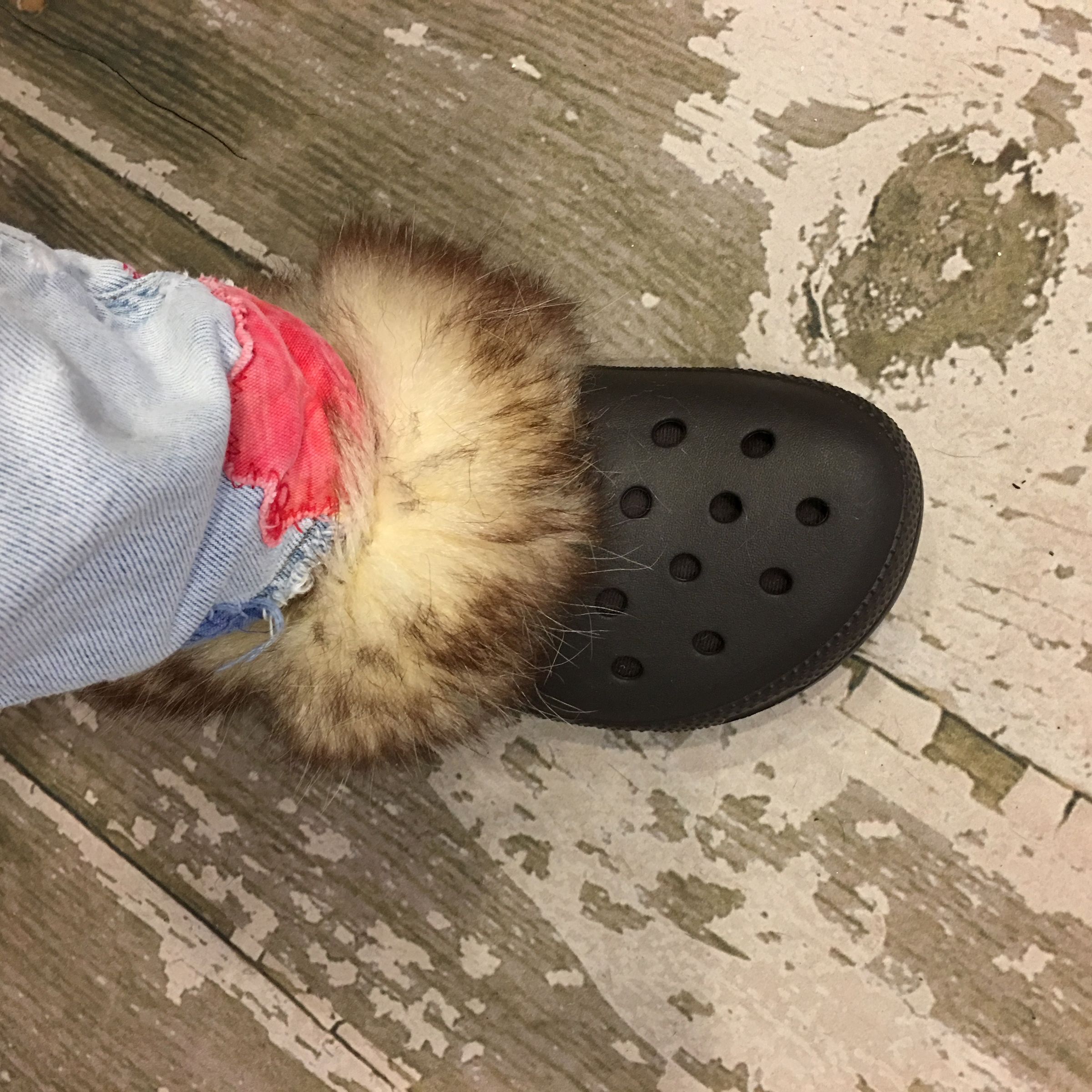 Fur Lined Crocs : 8 Steps (with Pictures) - Instructables